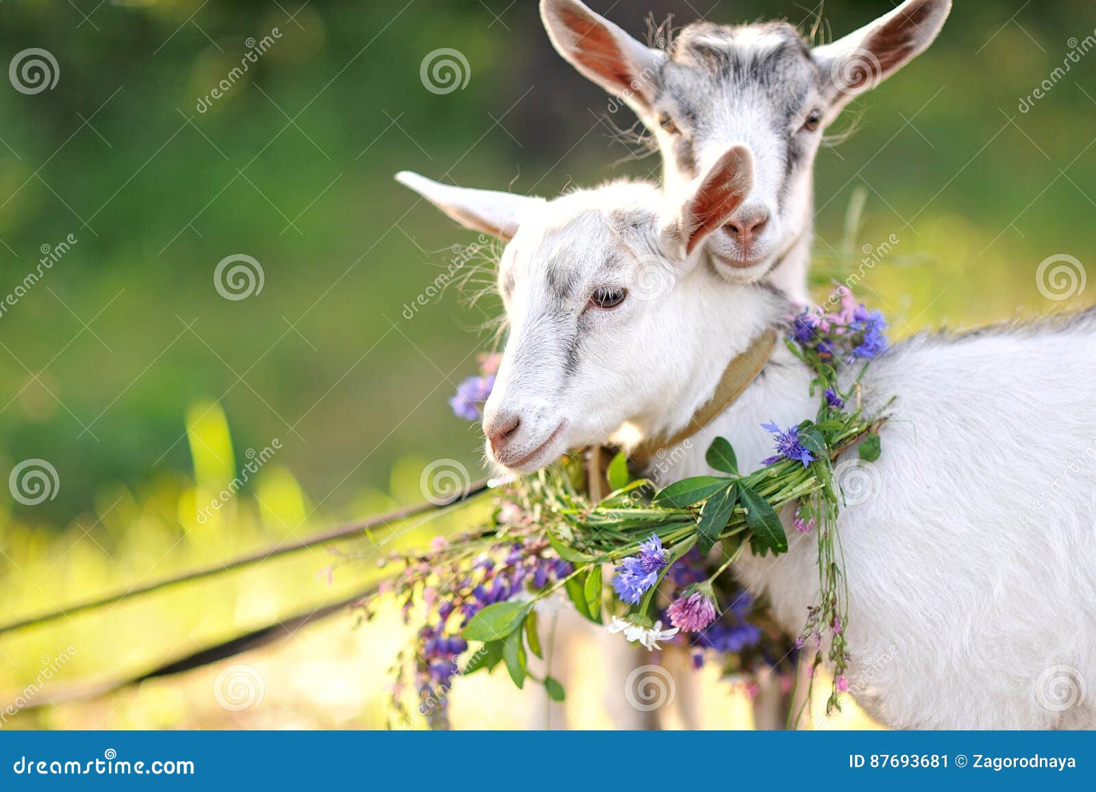 Portrait of Two Beautiful Young Goats Stock Image - Image of love ...