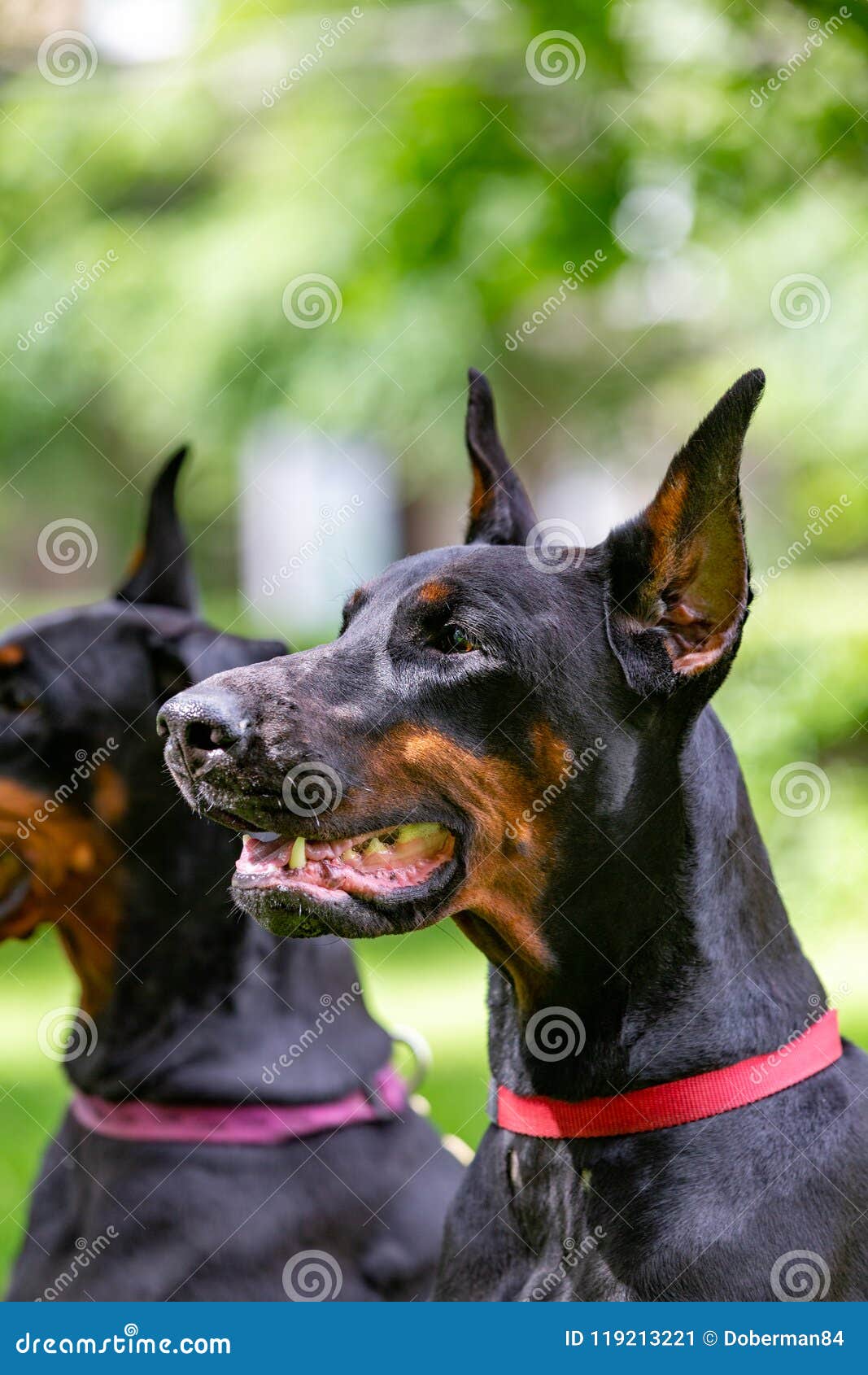 Two Black Dobermans Sitting on the Grass Stock Image - Image of ears ...