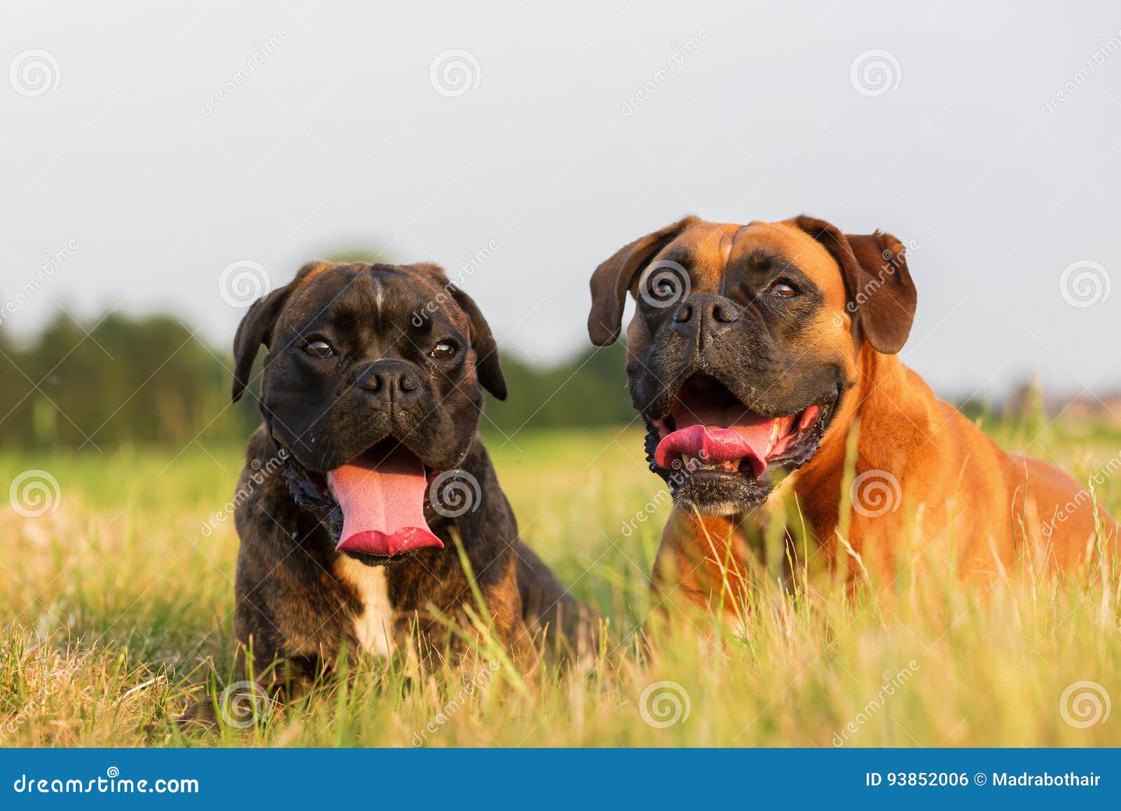 Portrait of two boxer dogs stock photo. Image of field - 93852006