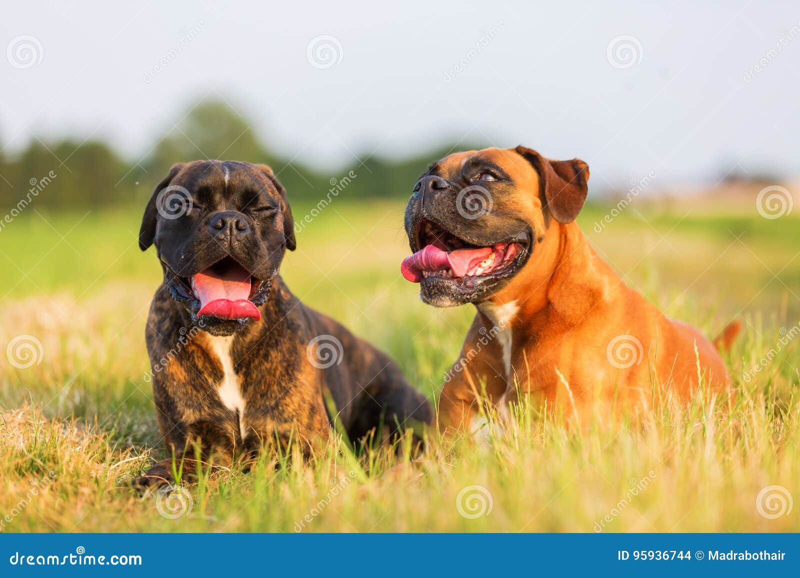 Portrait of two boxer dogs stock photo. Image of head - 95936744