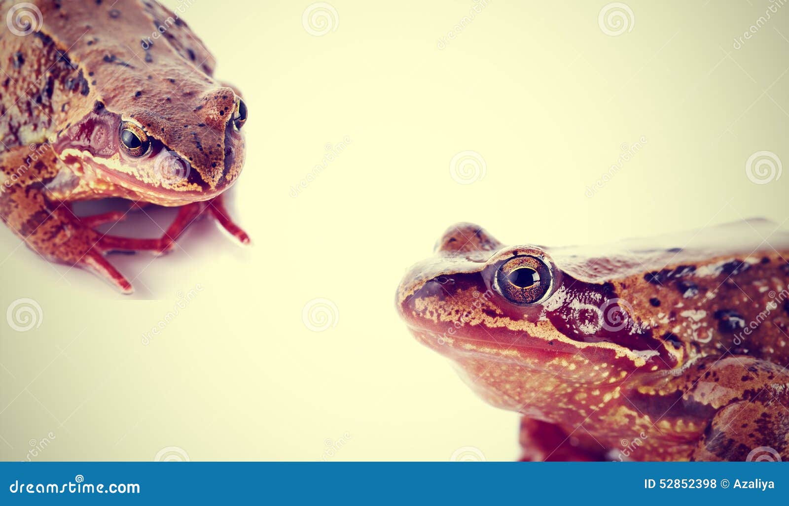 Portrait of Two Brown Ordinary Frogs. Stock Photo - Image of sticky ...