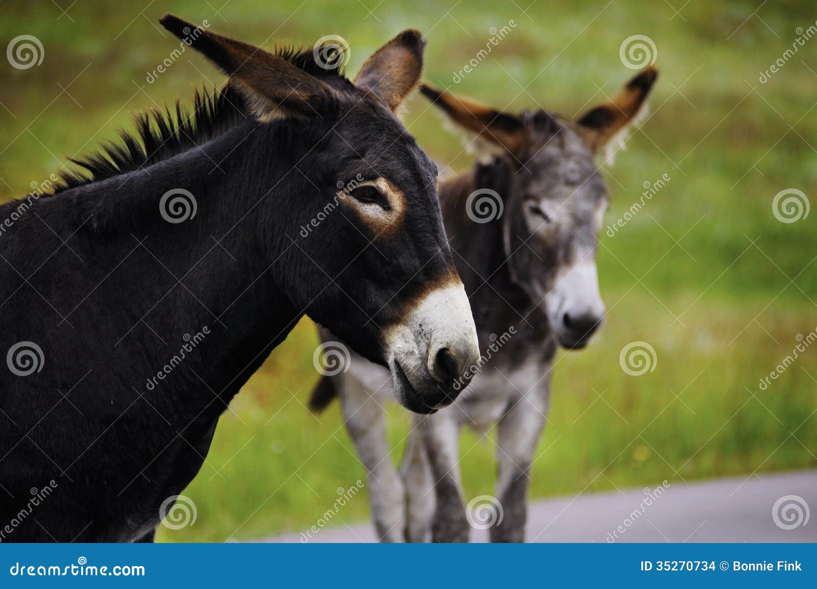 Portrait of Two Burros stock photo. Image of portrait - 35270734