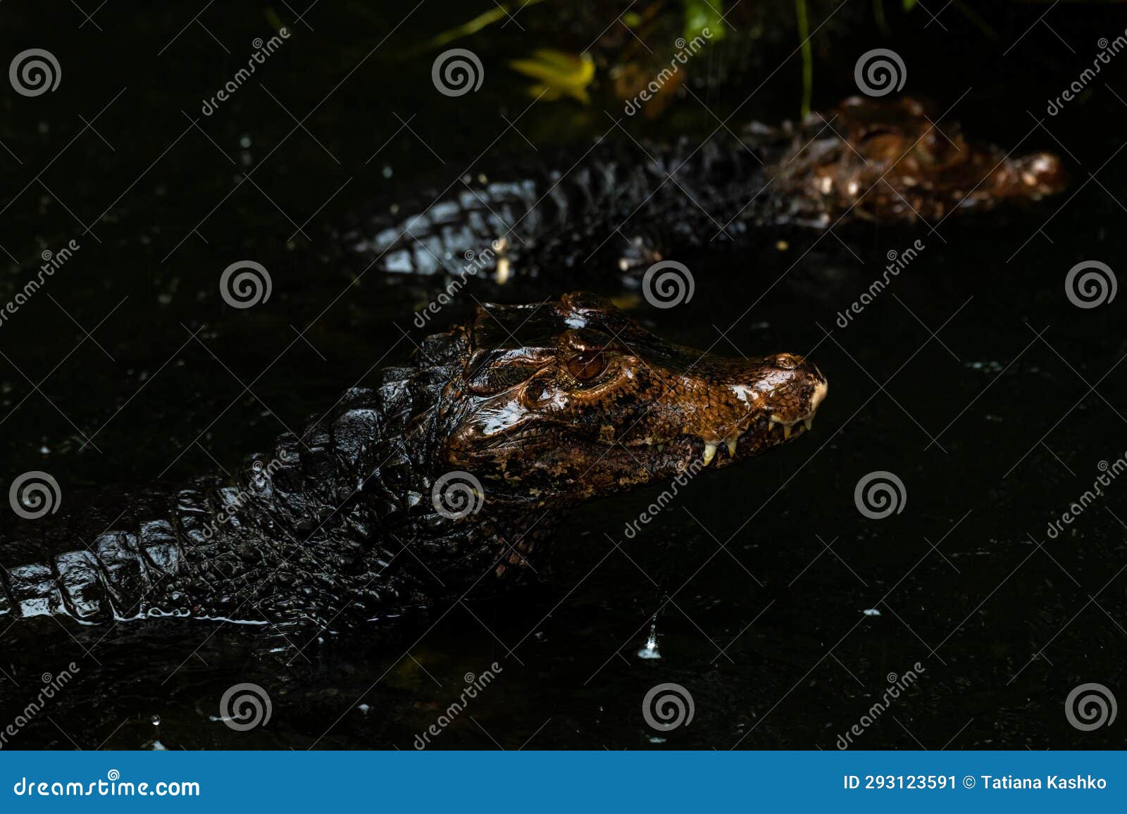 Portrait of the Two Caimans Over Dark Background on a Rainy Day from ...
