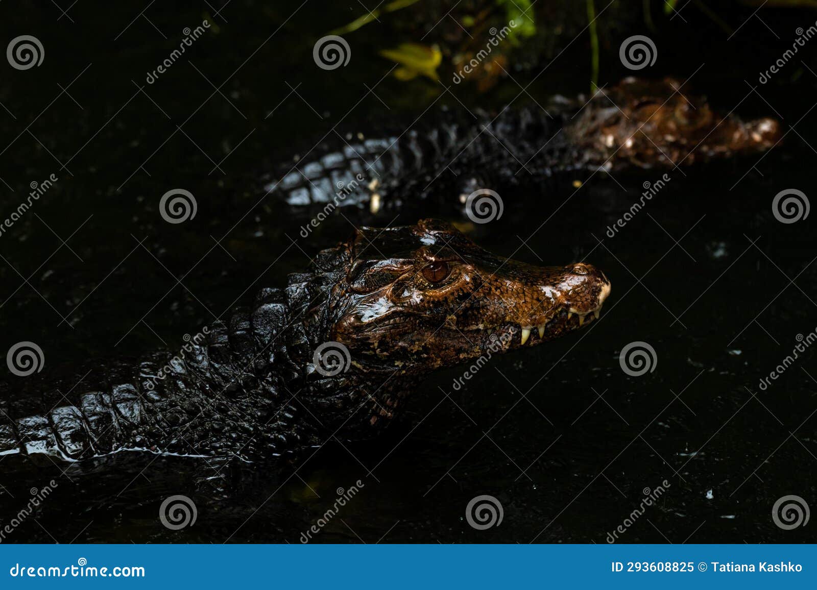 Portrait of the Two Caimans Over Dark Background on a Rainy Day from ...