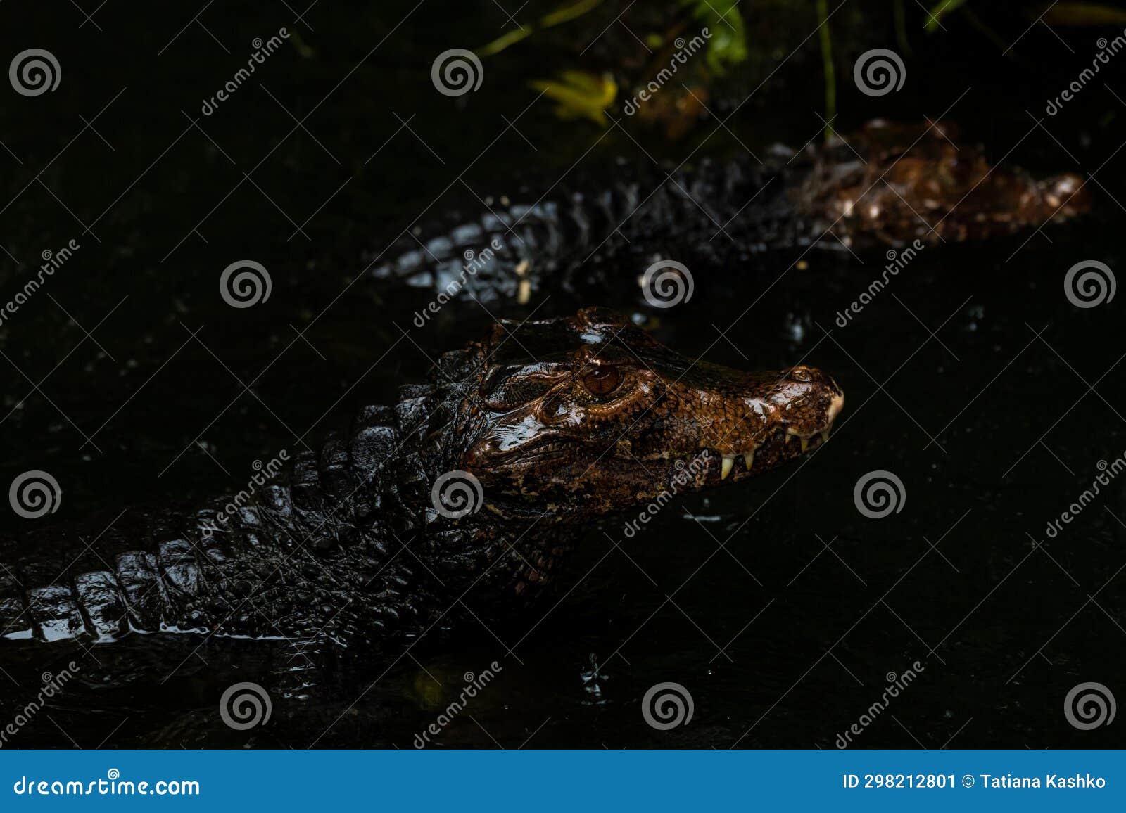 Portrait of the Two Caimans Over Dark Background on a Rainy Day Stock ...