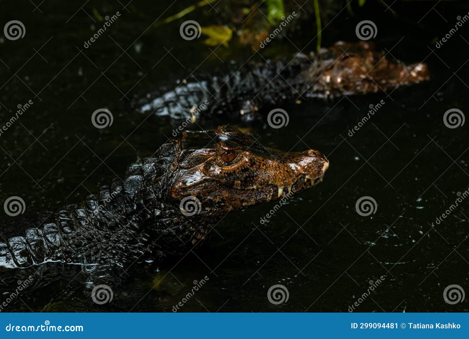 Portrait of the Two Caimans Over Dark Background on a Rainy Day Stock ...