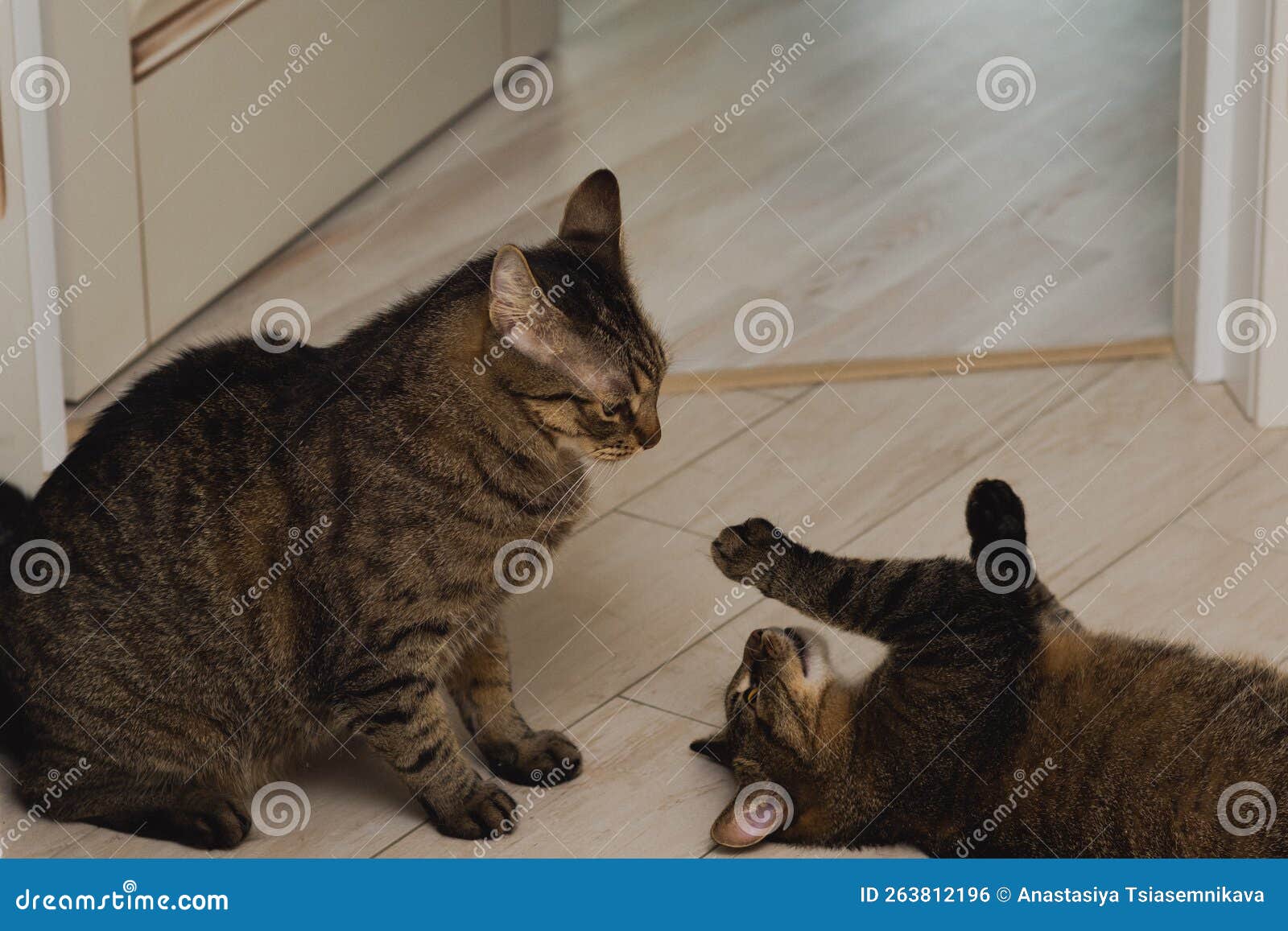 Portrait of Two Cats Playing with Each Other in the Apartment Stock ...