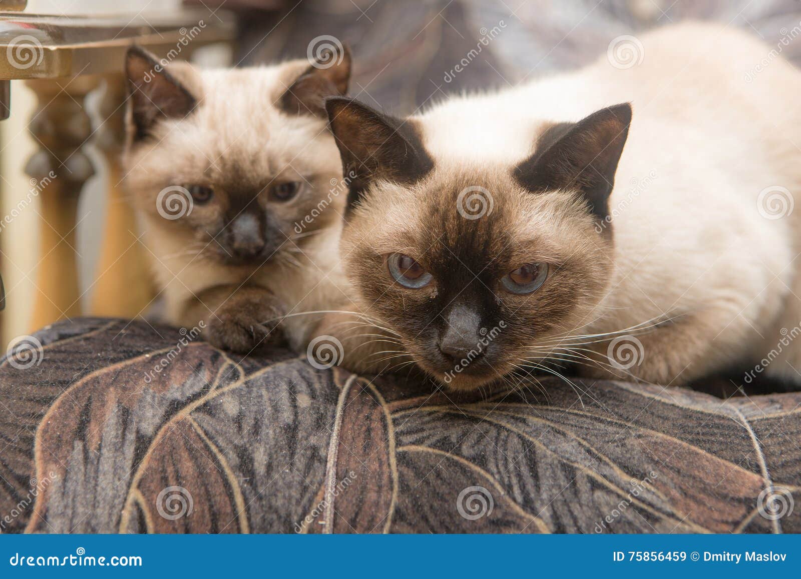 Portrait of two cats stock image. Image of sofa, feline - 75856459