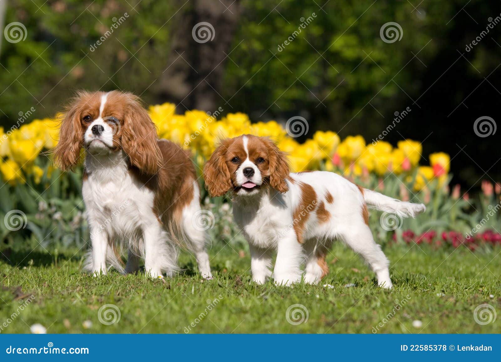 Cavalier King Charles With English Cocker Spaniel Stock Photo ...