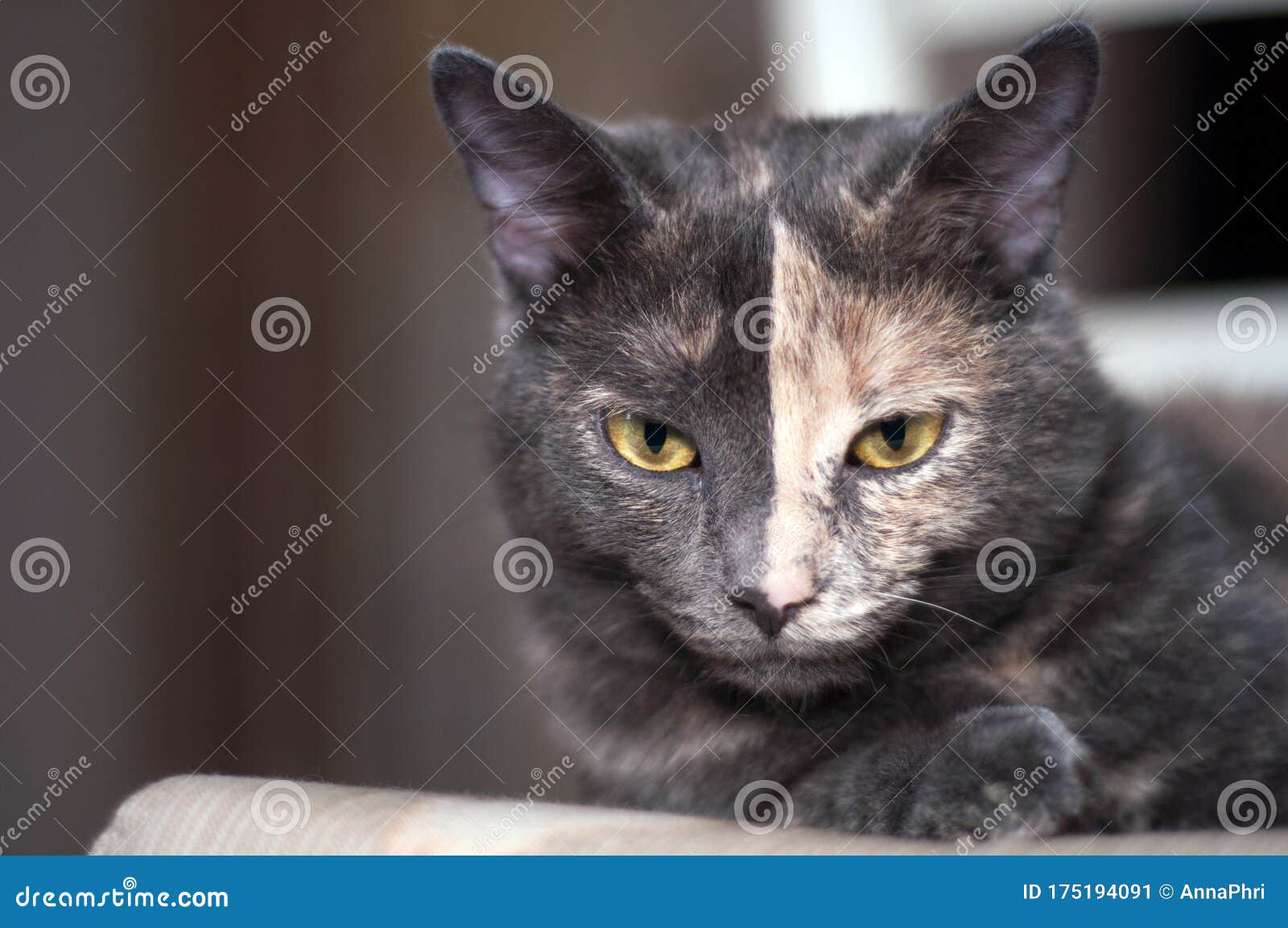 Portrait of a Two Color Face Cat. Yellow Eyes Stock Image - Image of ...