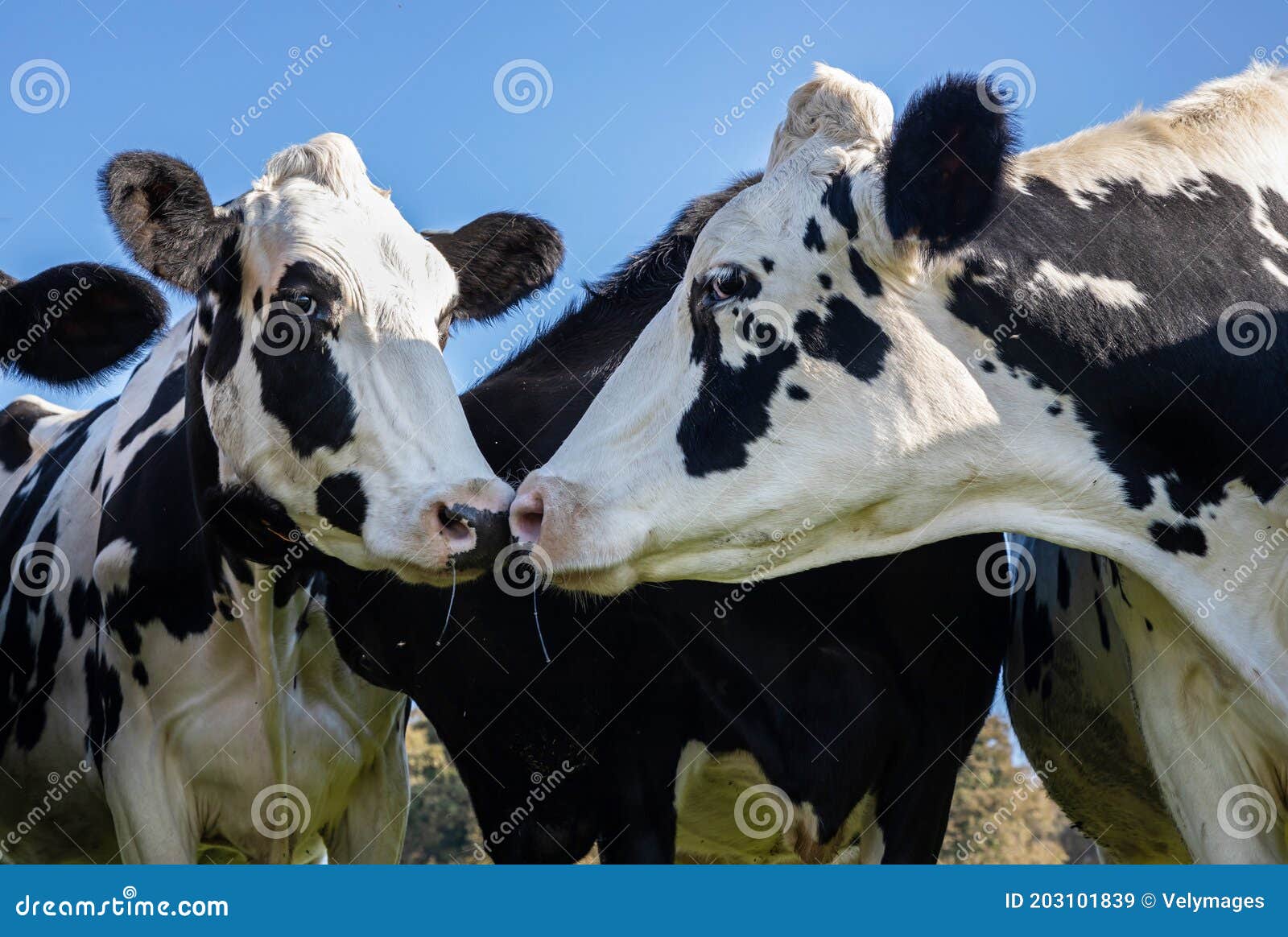 Portrait of Two Cows Facing Each Other Stock Image - Image of mammal ...