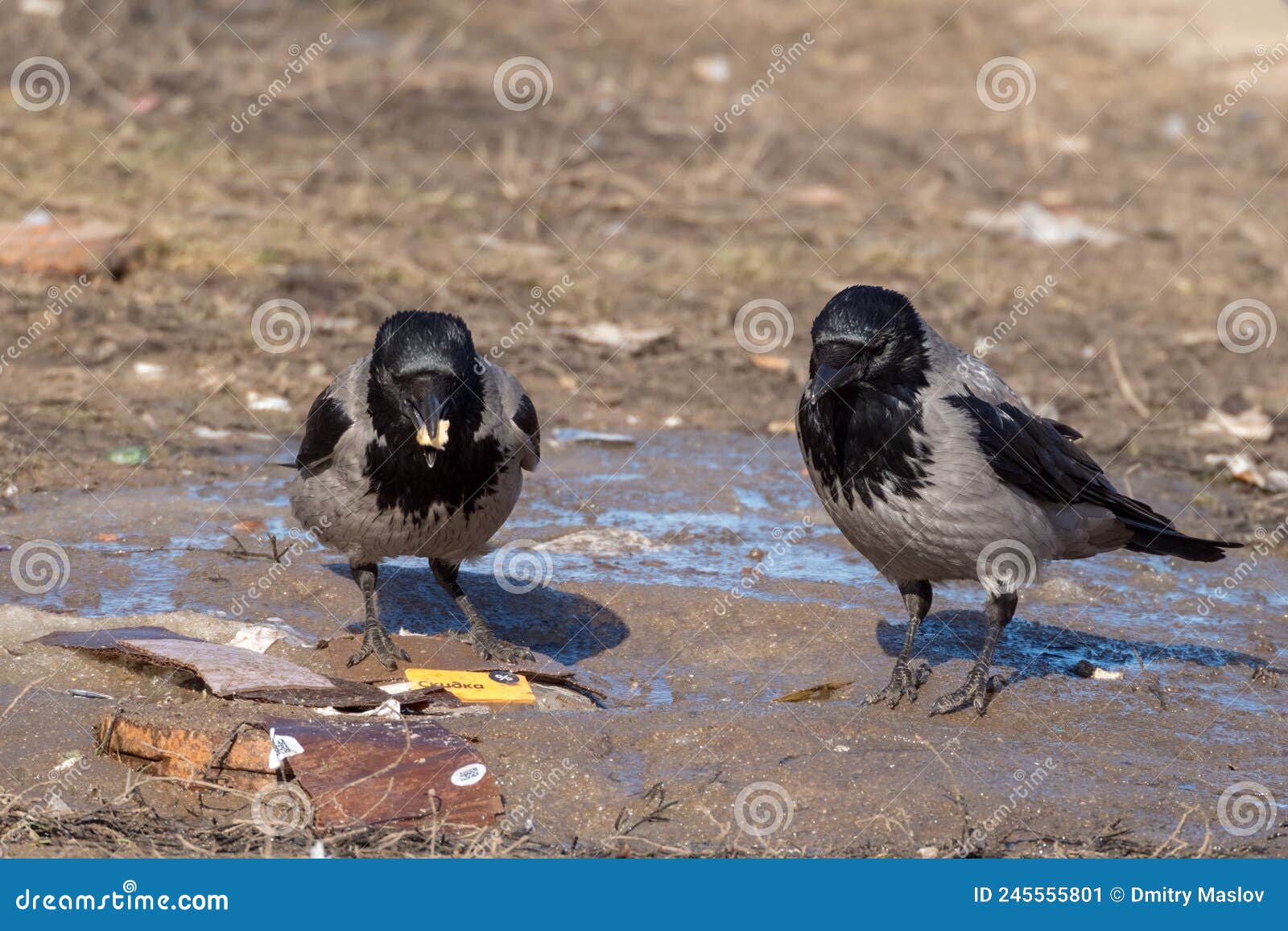 Portrait of two crows stock image. Image of grey, freedom - 245555801