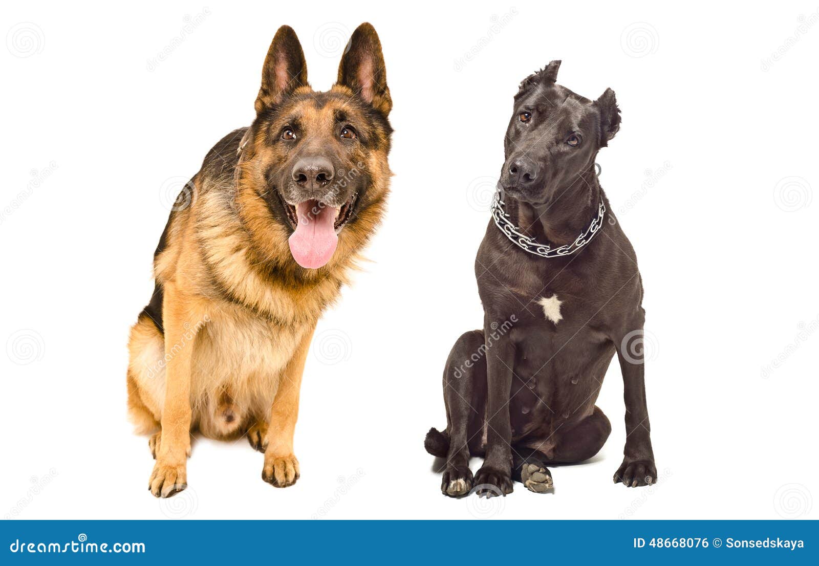 5,628 Curious Dogs Stock Photos - Free & Royalty-Free Stock Photos from ...