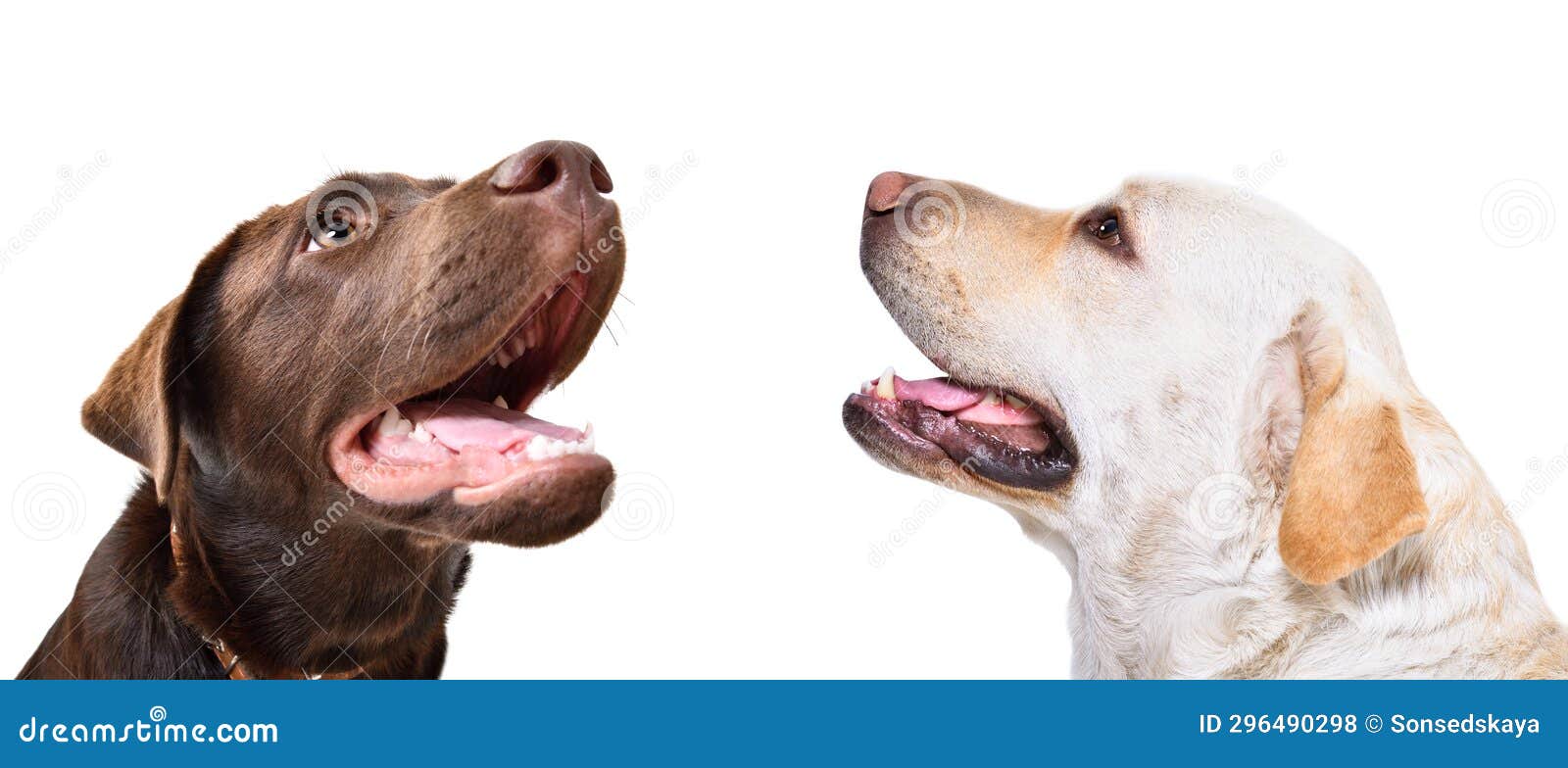 Portrait of Two Cute Labradors, Closeup, Side View Stock Photo - Image ...