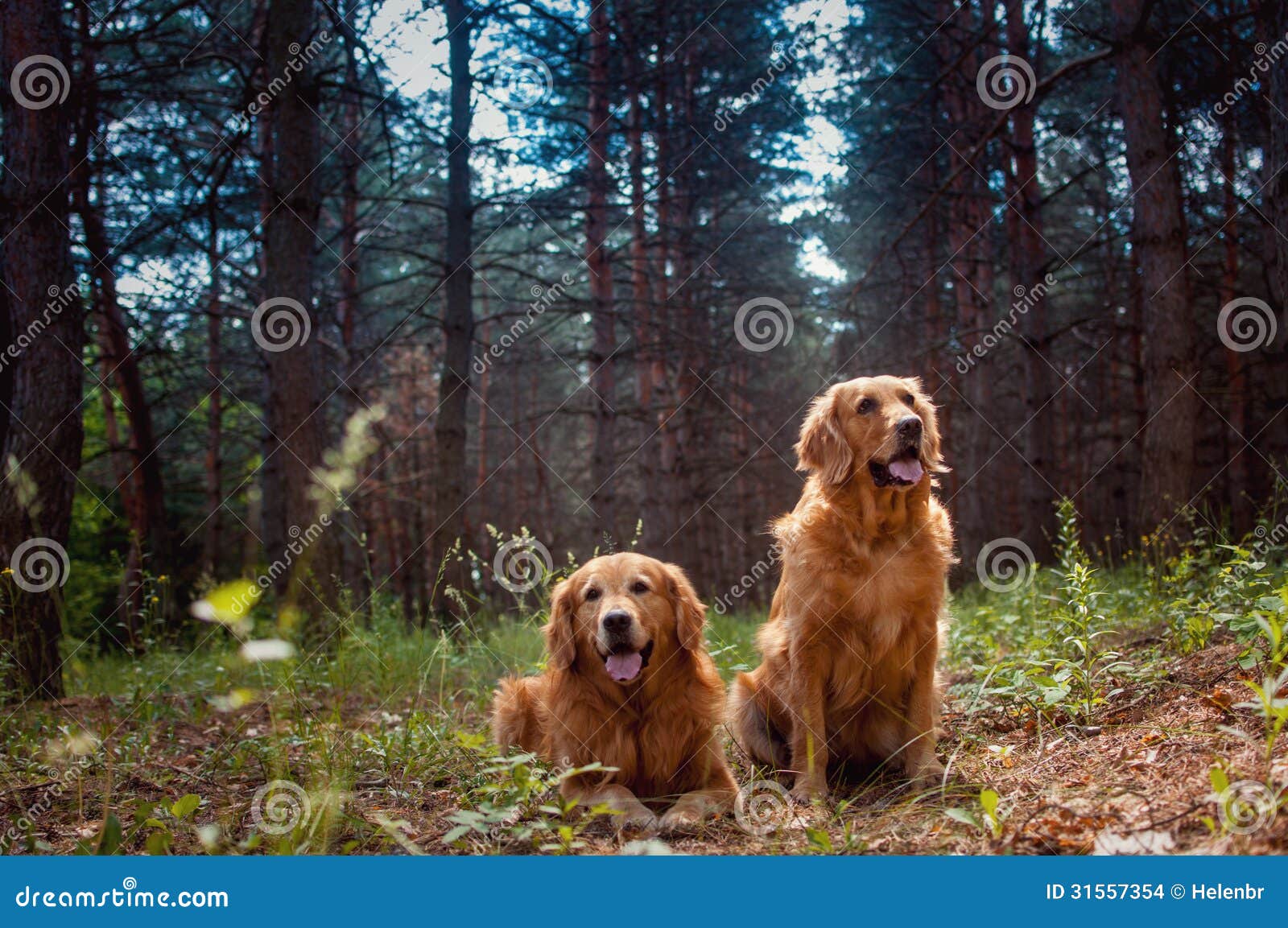 Portrait of a two dogs stock photo. Image of joyful, animal - 31557354