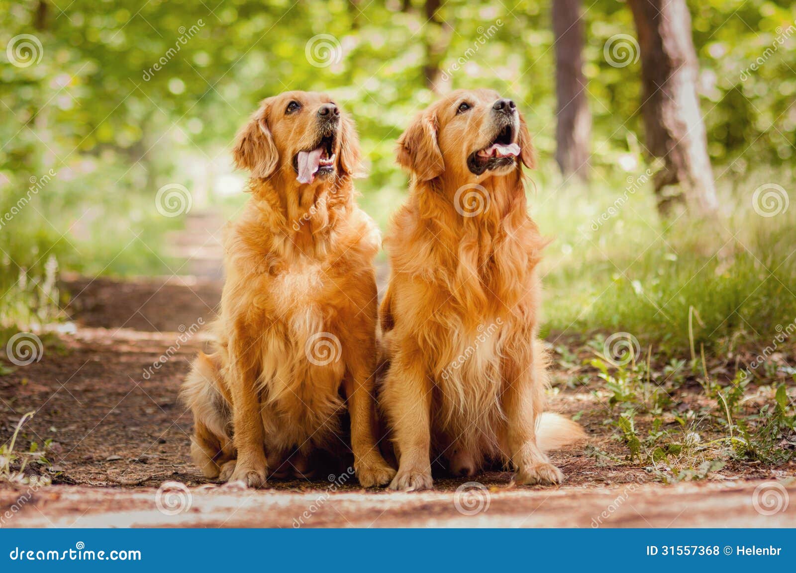 Portrait of a two dogs stock photo. Image of lover, gorgeous - 31557368