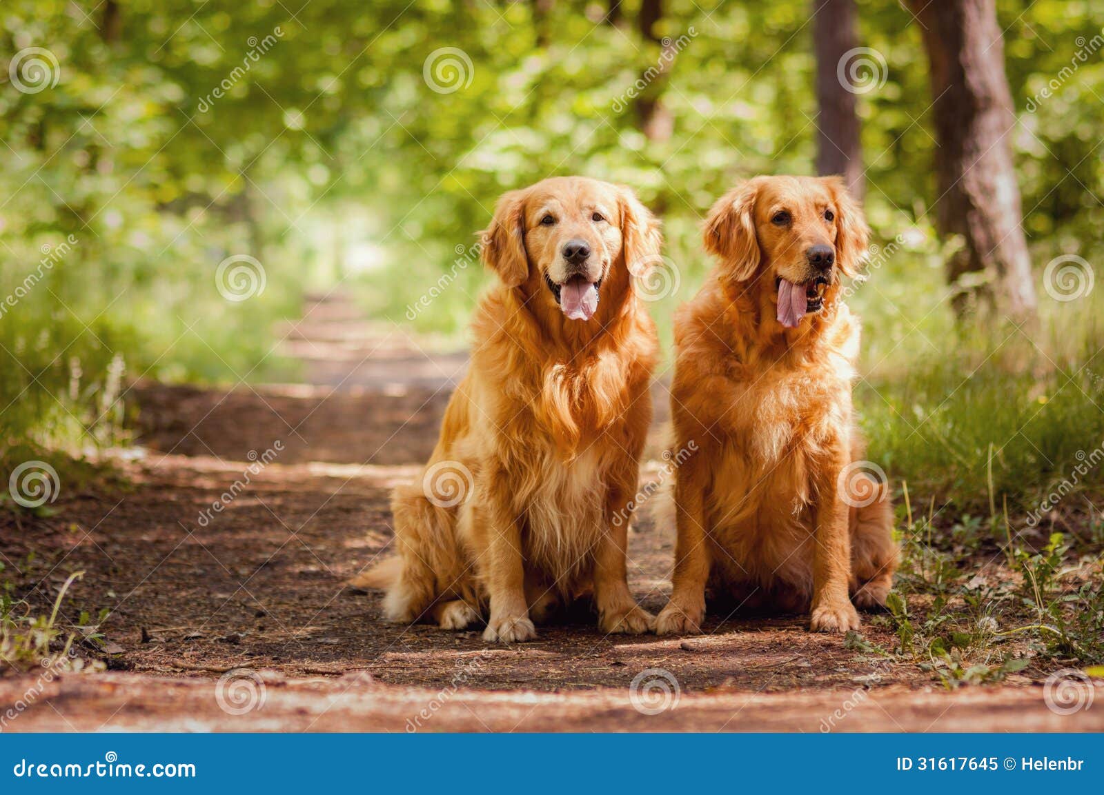 Portrait of a two dogs stock image. Image of pretty, golden - 31617645