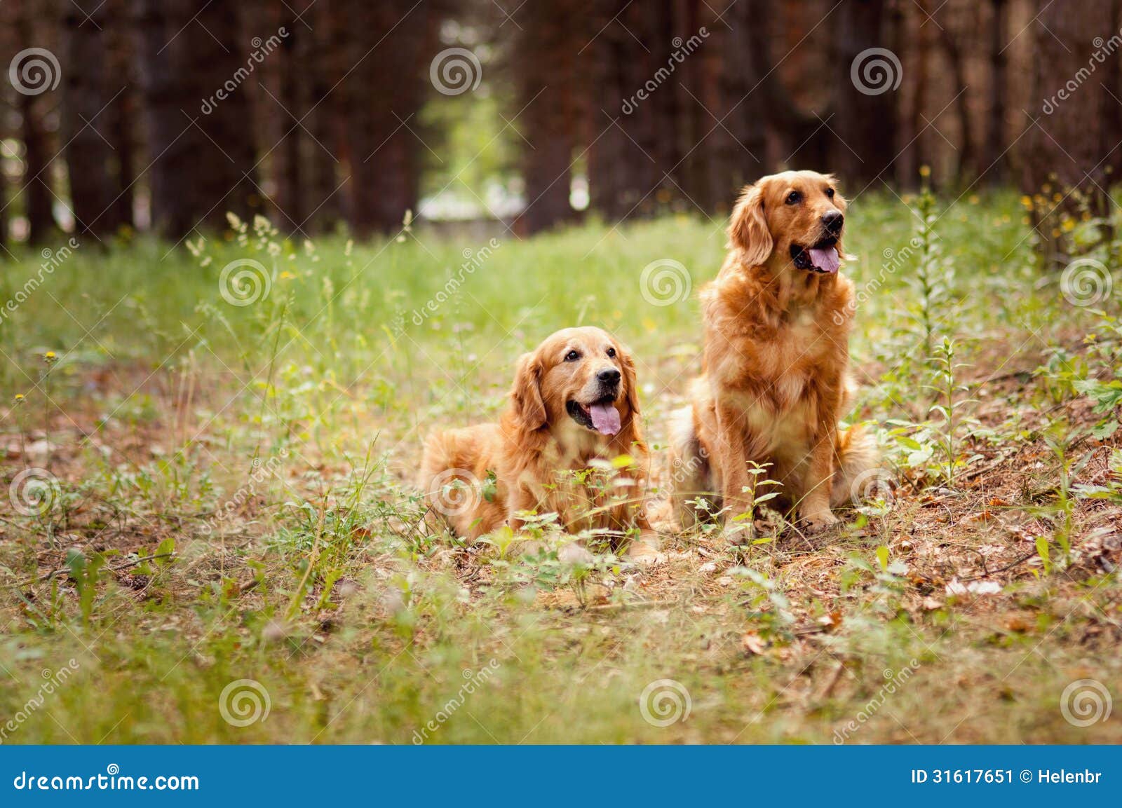 Portrait of a two dogs stock image. Image of puppy, domesticate - 31617651