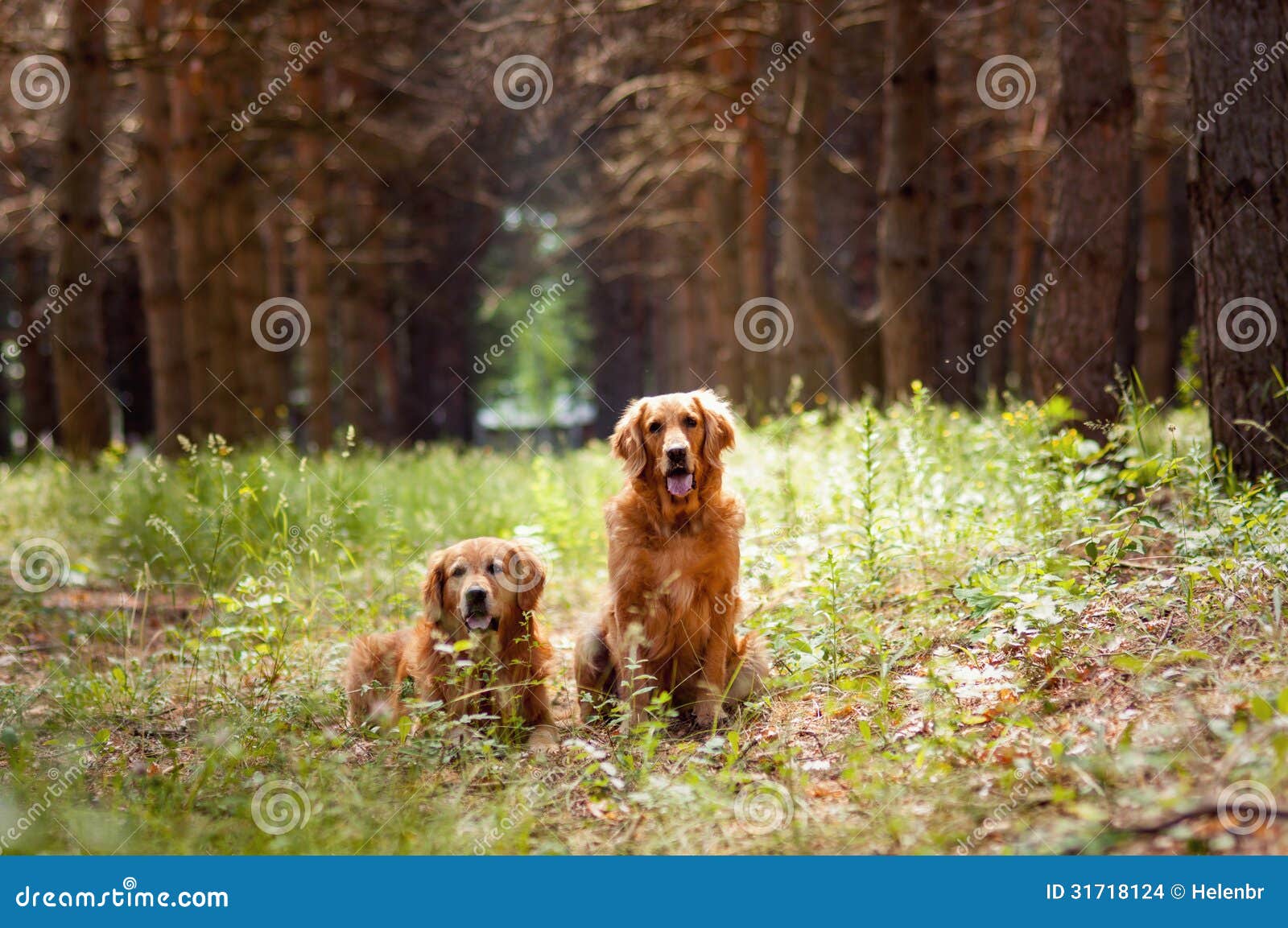 Portrait of a two dogs stock photo. Image of cute, casual - 31718124