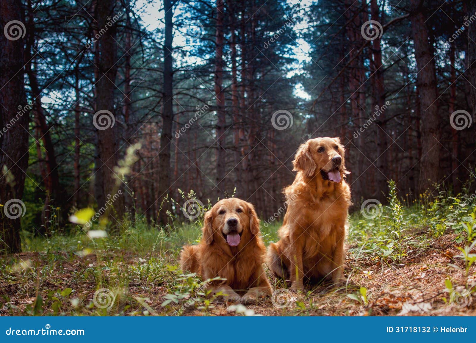 Portrait of a two dogs stock photo. Image of pretty, casual - 31718132