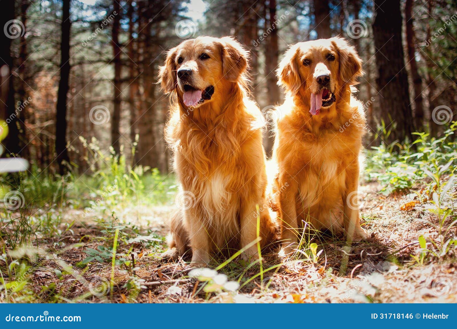 Portrait of a two dogs stock photo. Image of retriever - 31718146