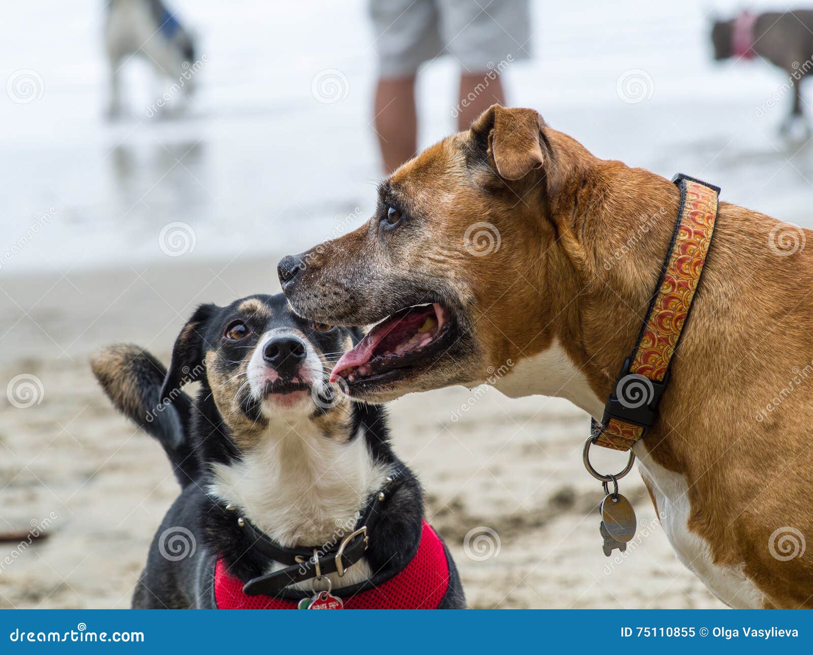Portrait of two dogs stock image. Image of kissing, nature - 75110855