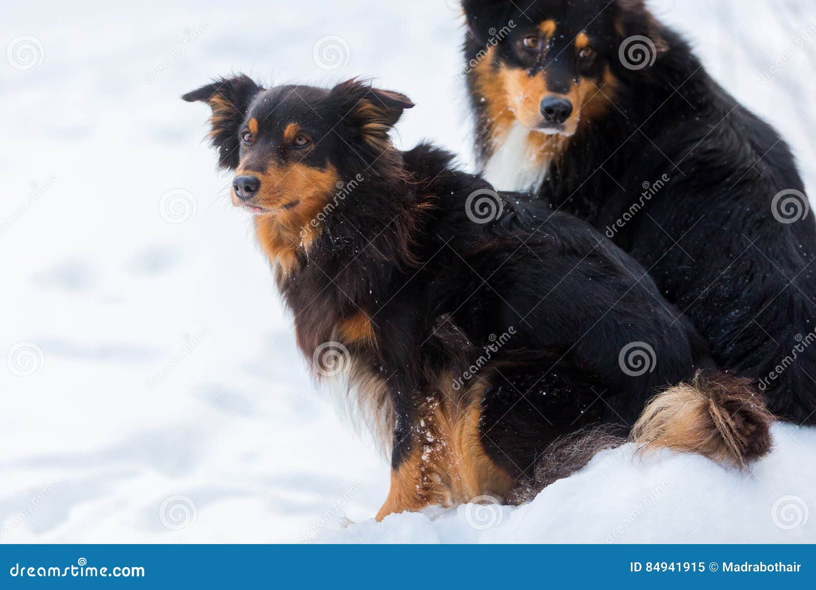 Portrait of Two Dogs in the Snow Stock Image - Image of snow, outdoor ...