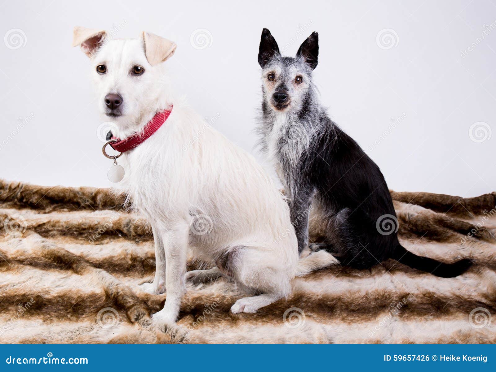 Portrait of two dogs stock photo. Image of animal, keen - 59657426