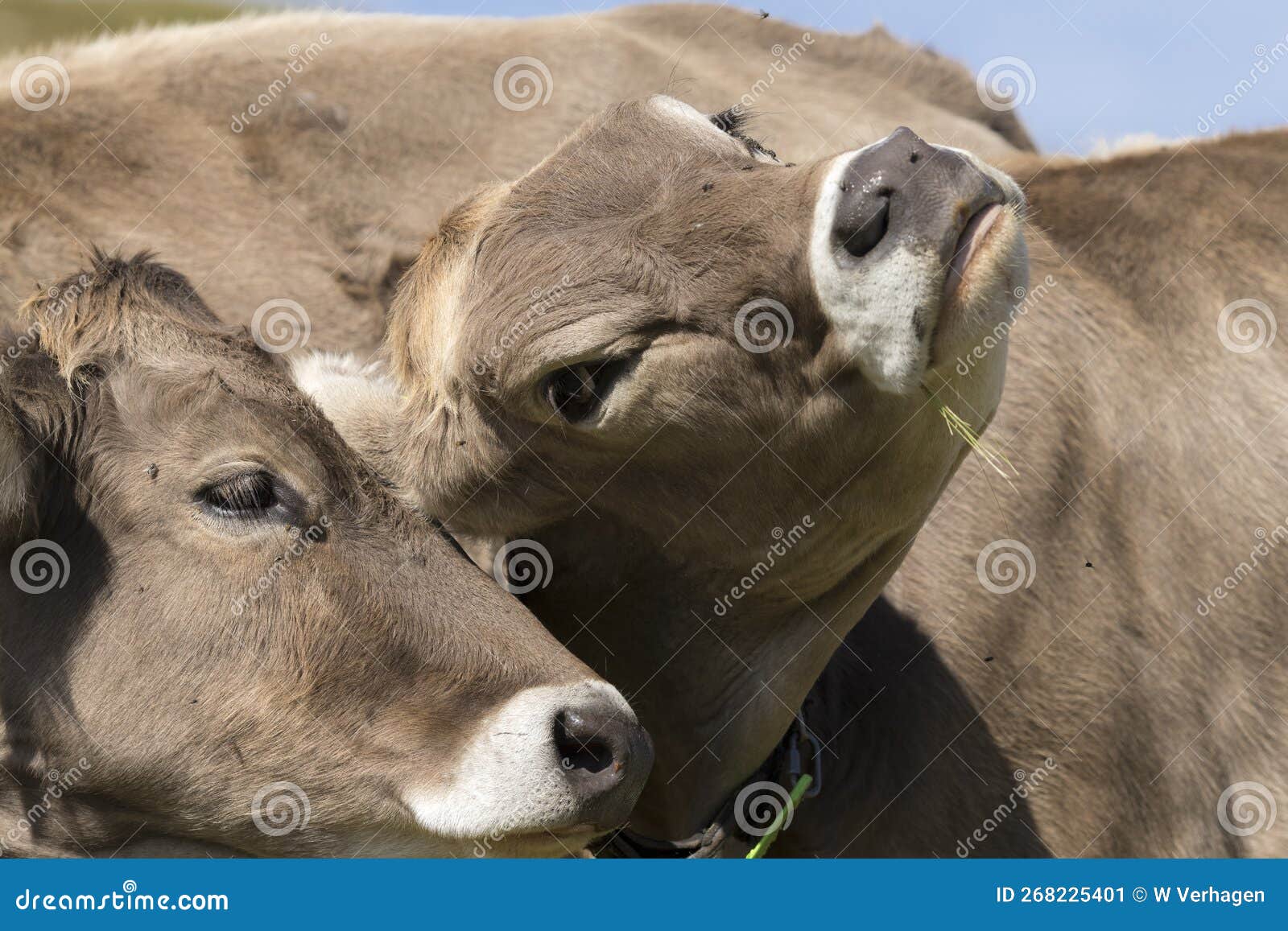 Portrait of Two Domestic Cattles Stock Image - Image of fluffy, beauty ...