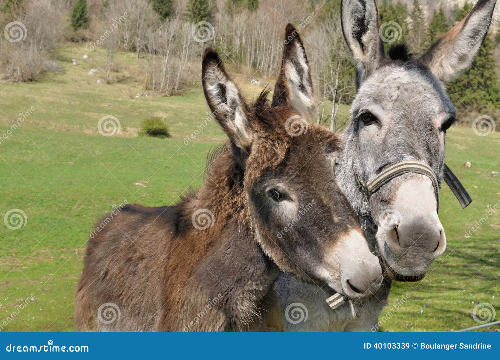 Portrait of two donkeys stock image. Image of head, affectionate - 40103339