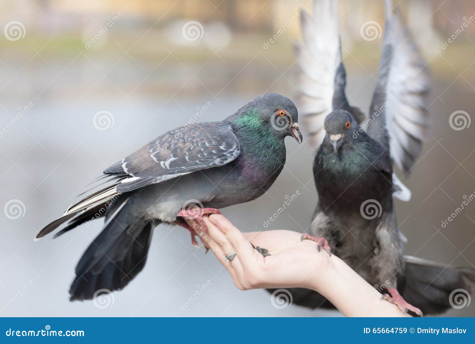 Portrait of two doves stock image. Image of pigeons, closeup - 65664759