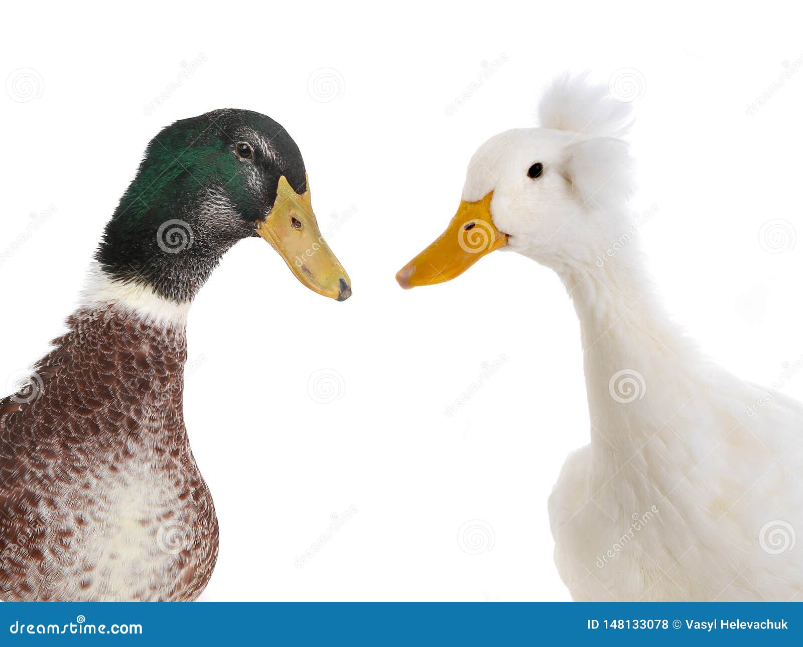 Portrait Two Ducks Isolated on White Stock Photo - Image of orange ...