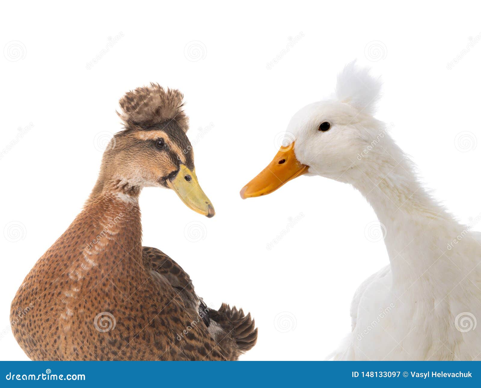Portrait Two Ducks Isolated on White Stock Image - Image of sweet ...