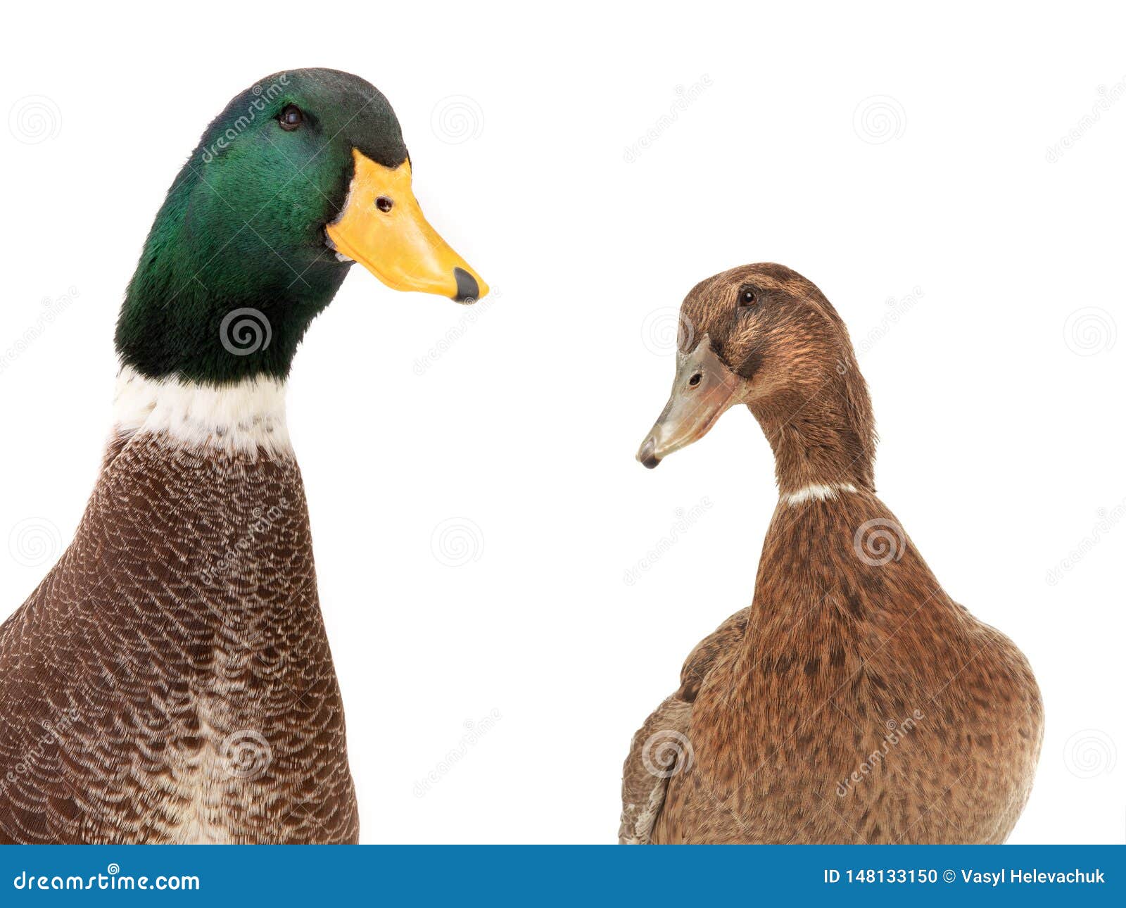 Portrait Two Ducks Isolated on White Stock Photo - Image of female ...