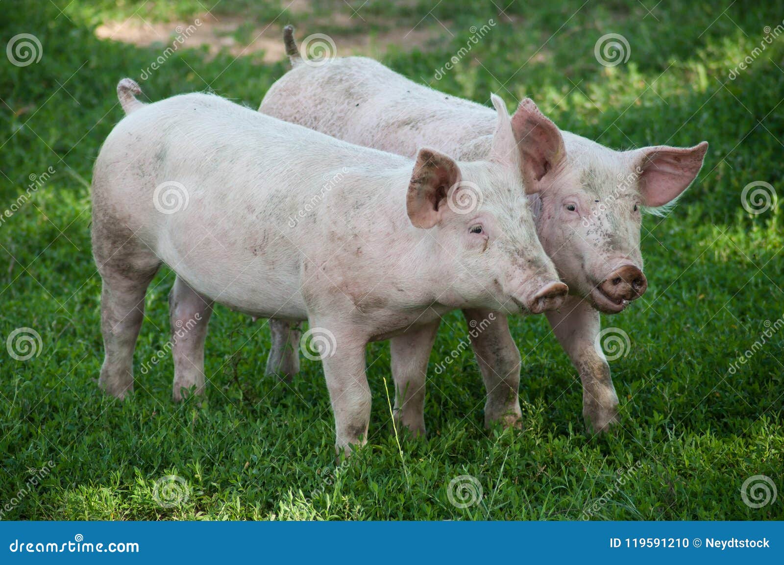 Two Free Piglets in a Meadow Stock Photo - Image of happy, outdoor ...