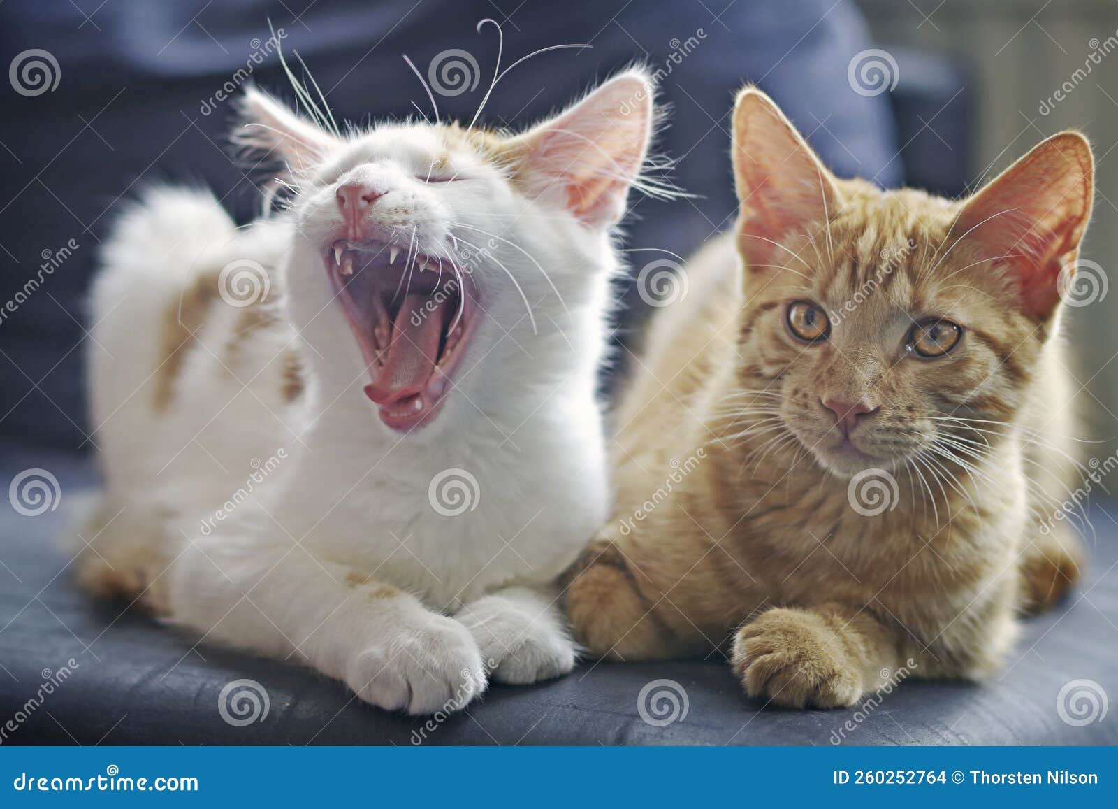 Portrait of Two Funny Cats Sitting on the Sofa. Stock Photo - Image of ...