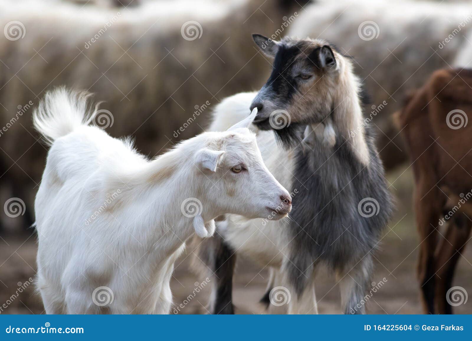 Portrait Of Two Goats Stock Photo | CartoonDealer.com #218862426