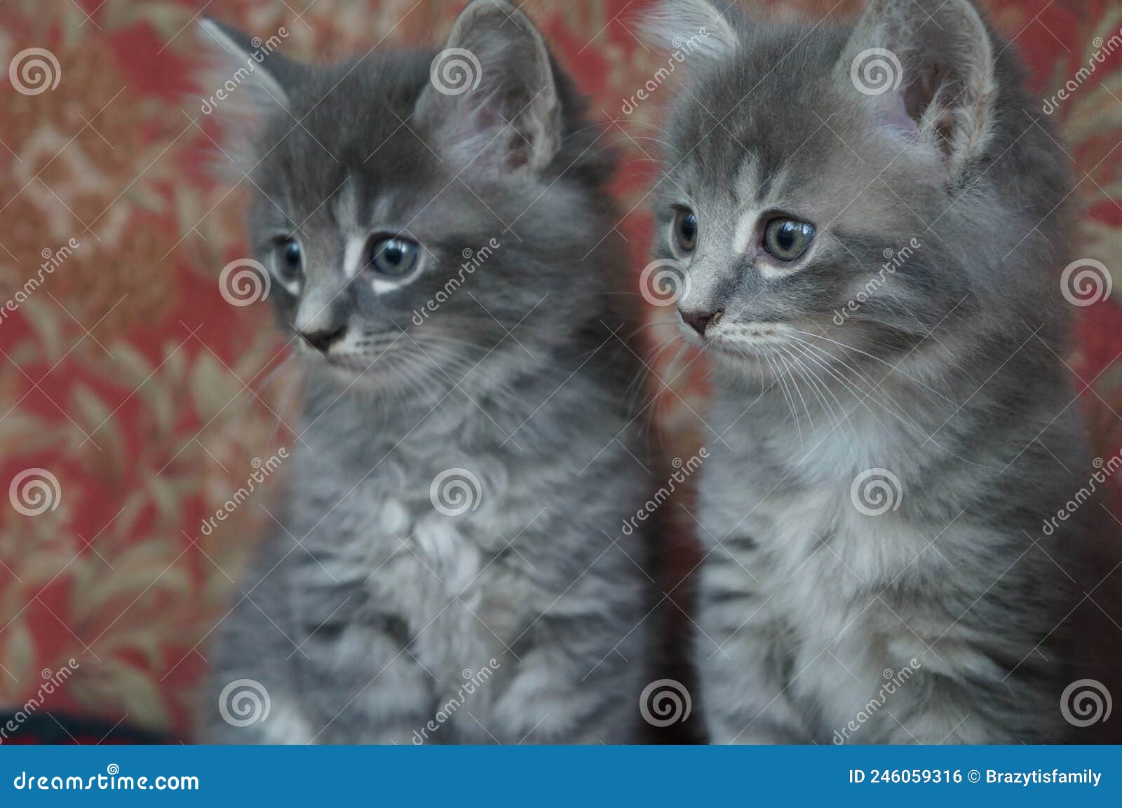 Portrait of Two Gray Kittens Stock Photo - Image of catus, carnivore ...