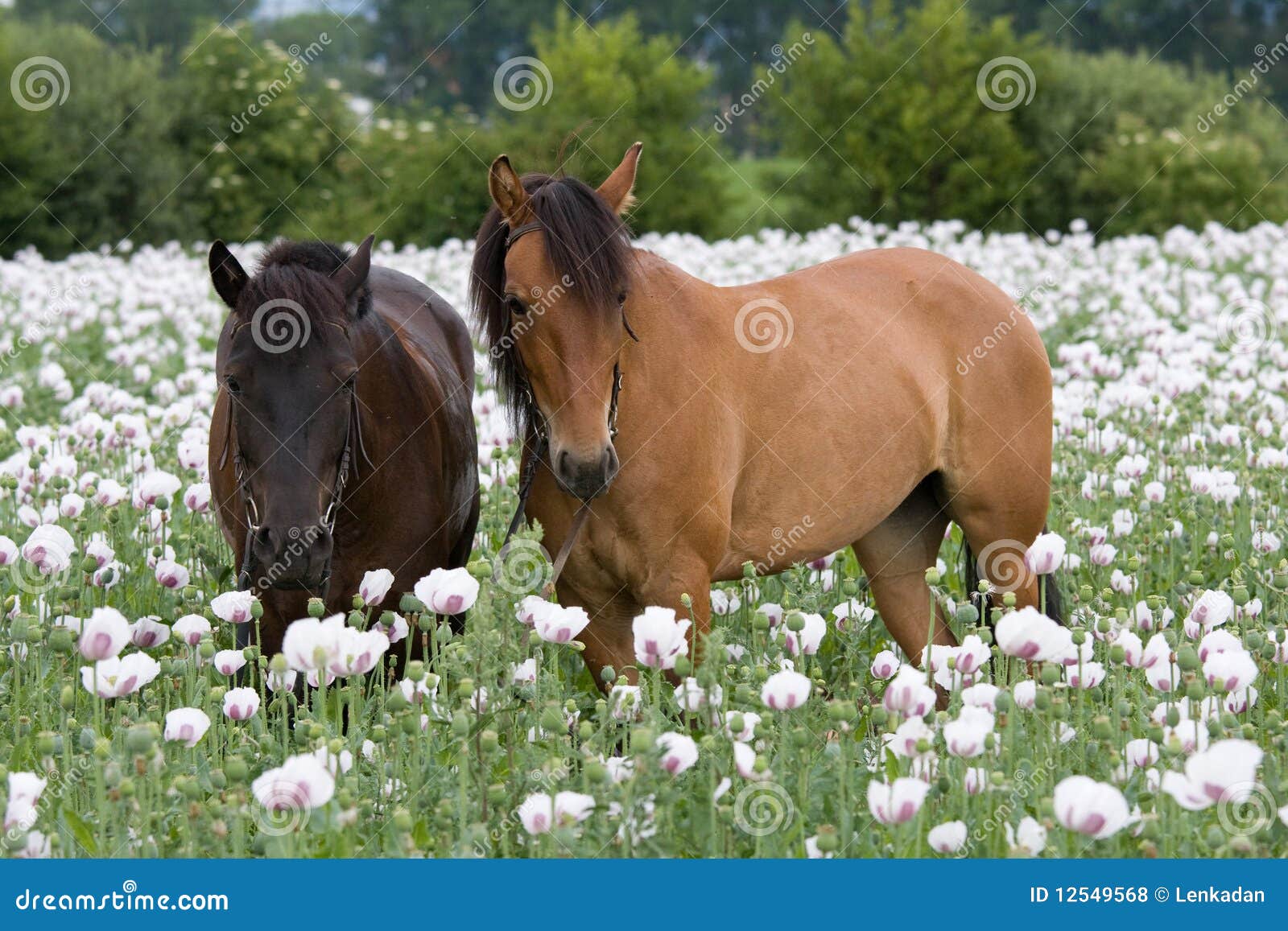 Portrait of two horses stock photo. Image of friend, beauty - 12549568