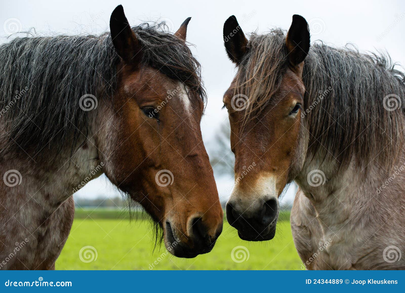Portrait of two horses stock image. Image of beauty, closeup - 24344889