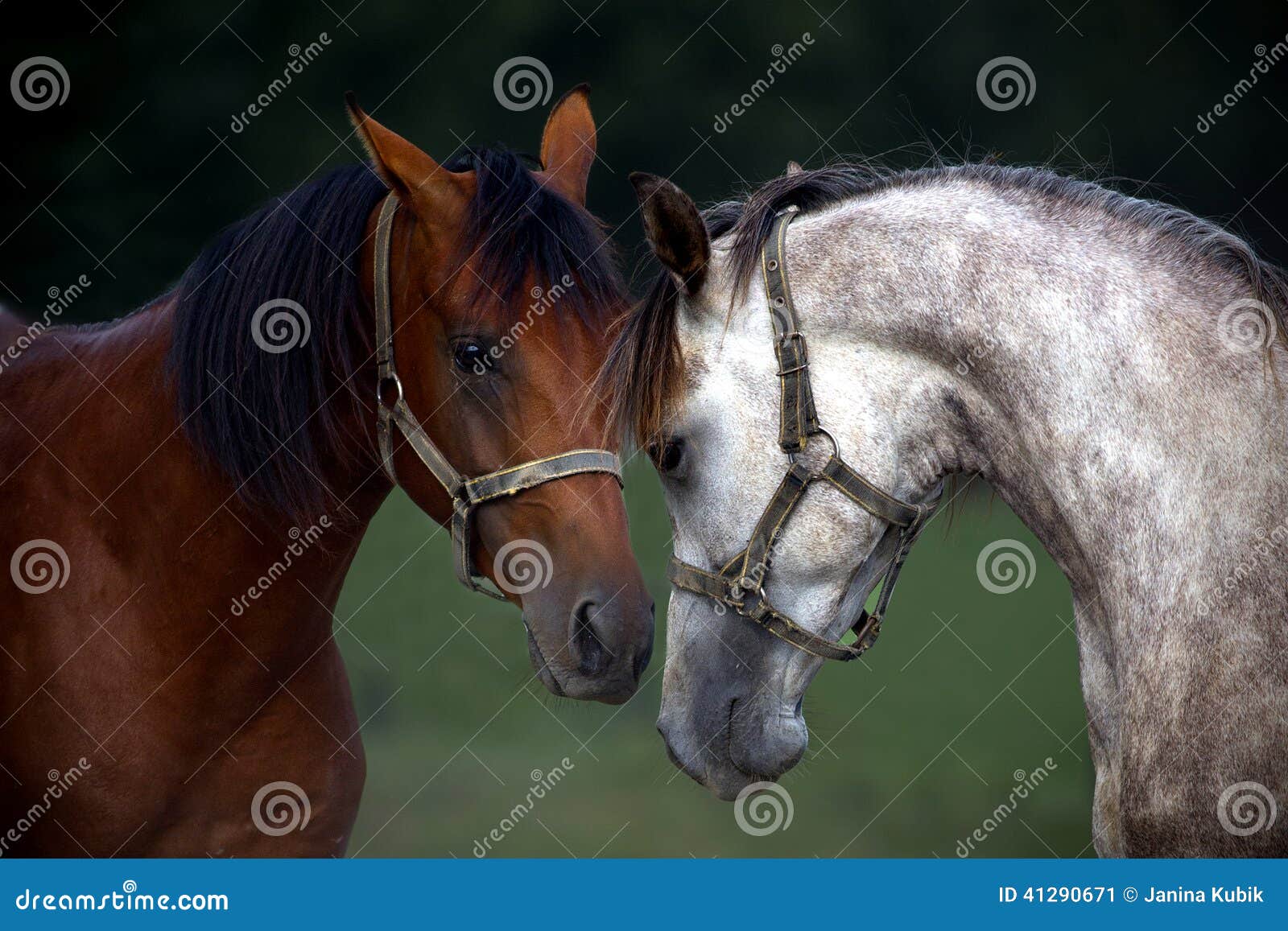 Portrait of two horses stock image. Image of farm, neck - 41290671