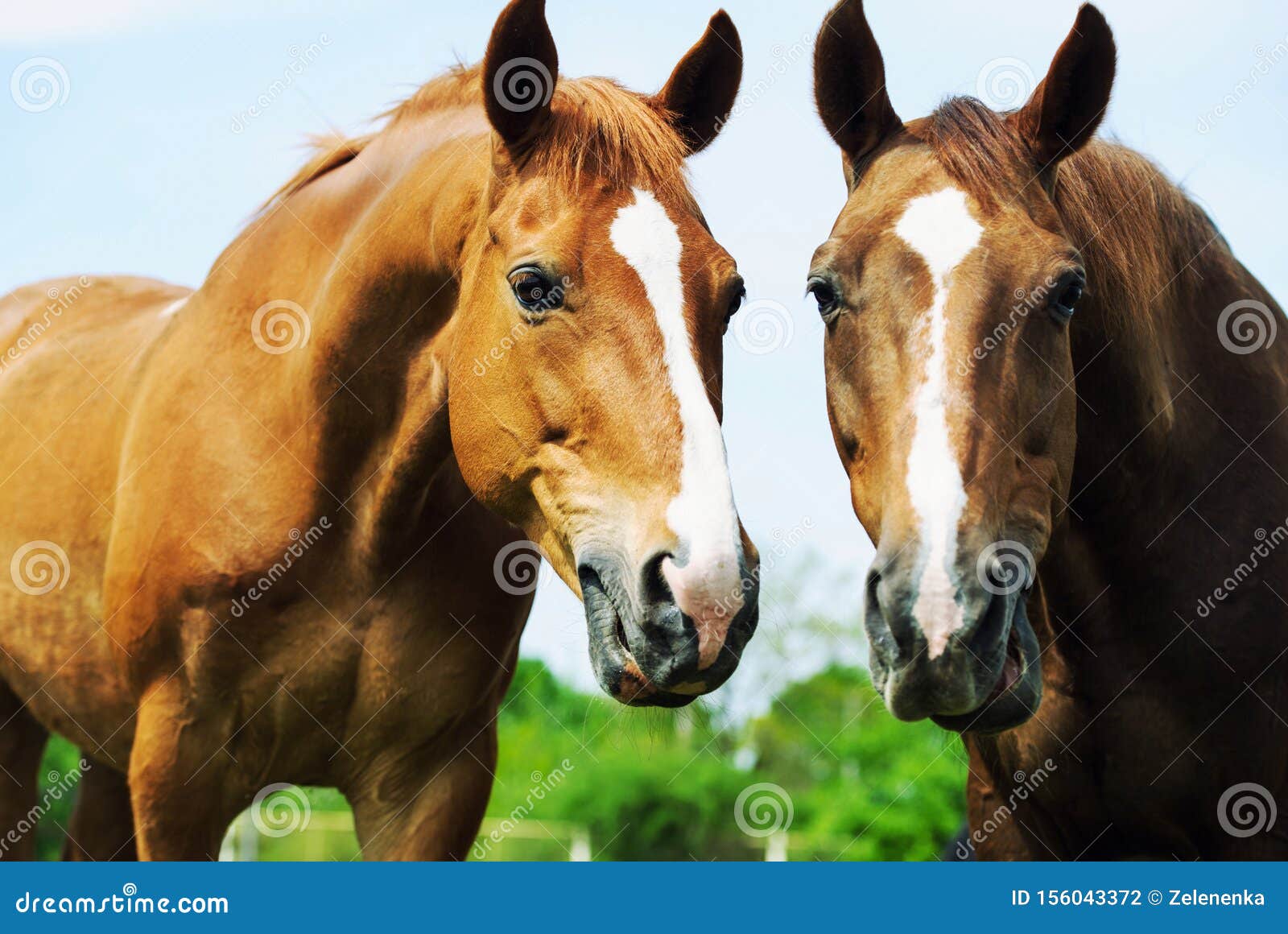 Portrait of two horses stock photo. Image of domestic - 156043372