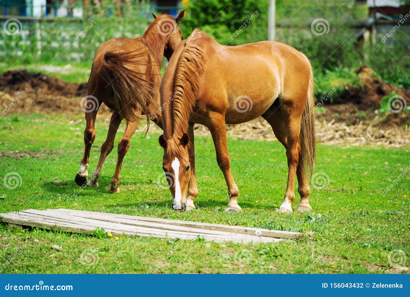 Portrait of two horses stock photo. Image of black, head - 156043432