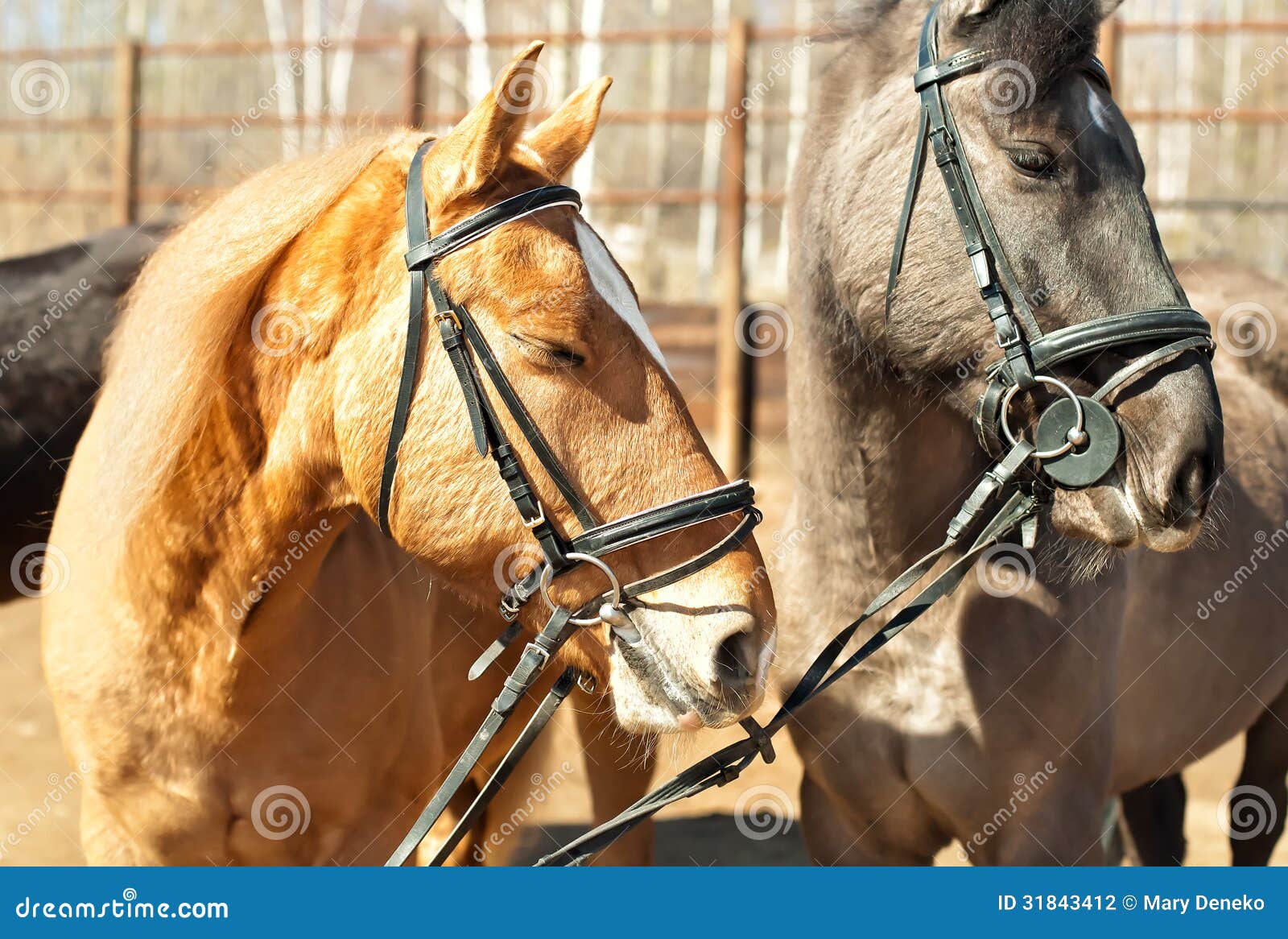 Portrait of two horses stock photo. Image of hair, livestock - 31843412