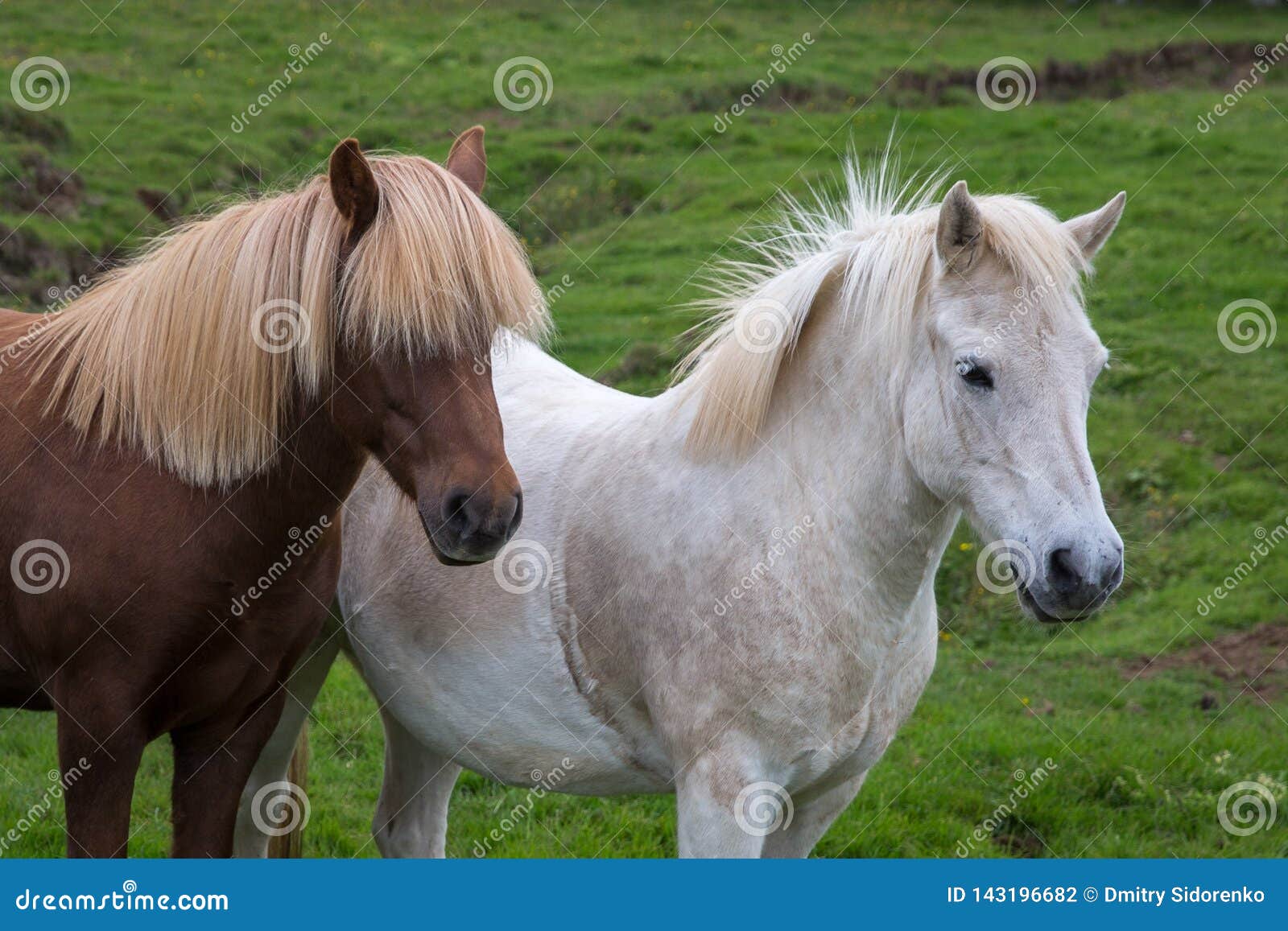 Portrait of Two Horses White and Brown Stock Photo - Image of nature ...