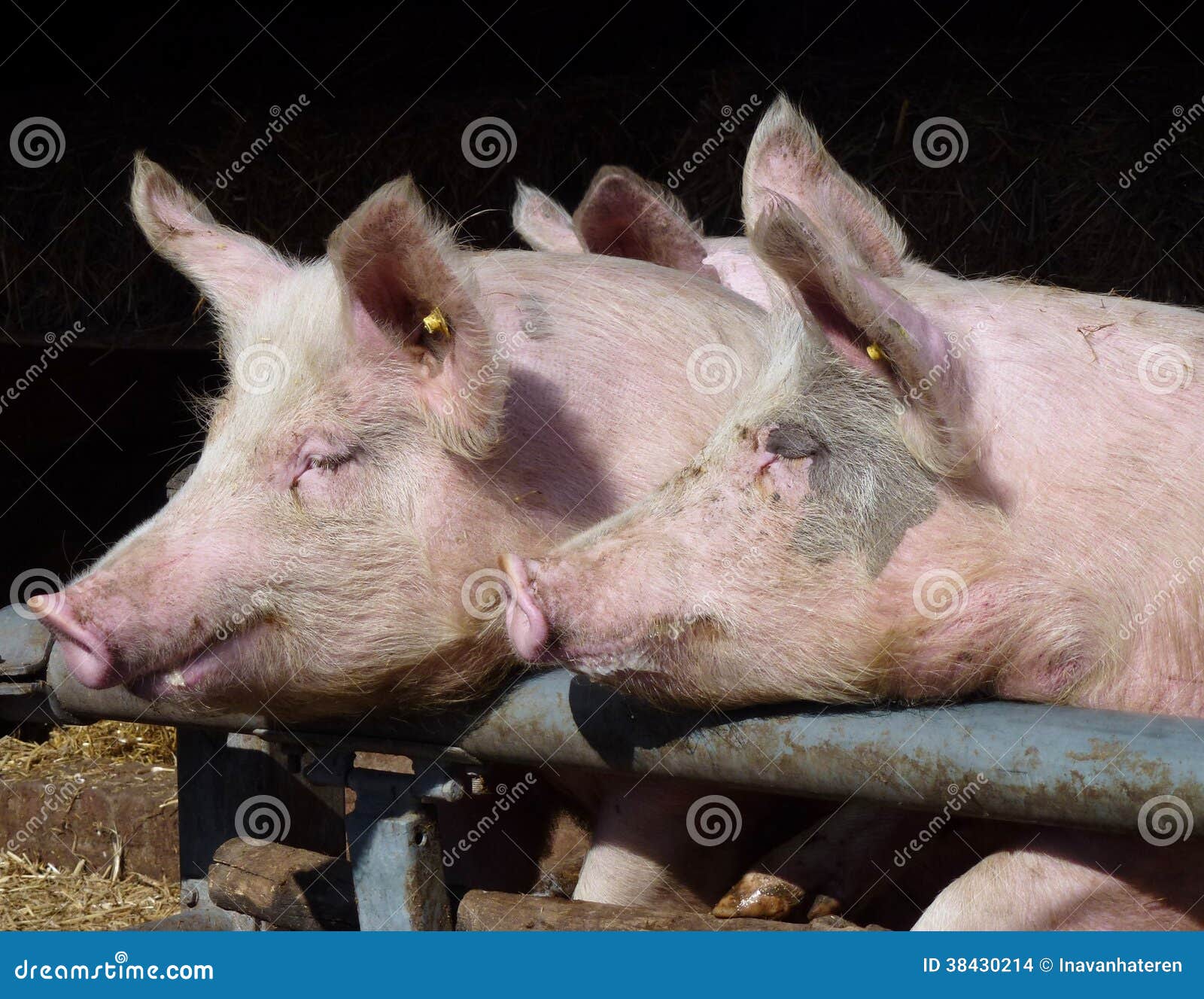 A Portrait of Two Juvenile Pigs Stock Photo - Image of slaver ...
