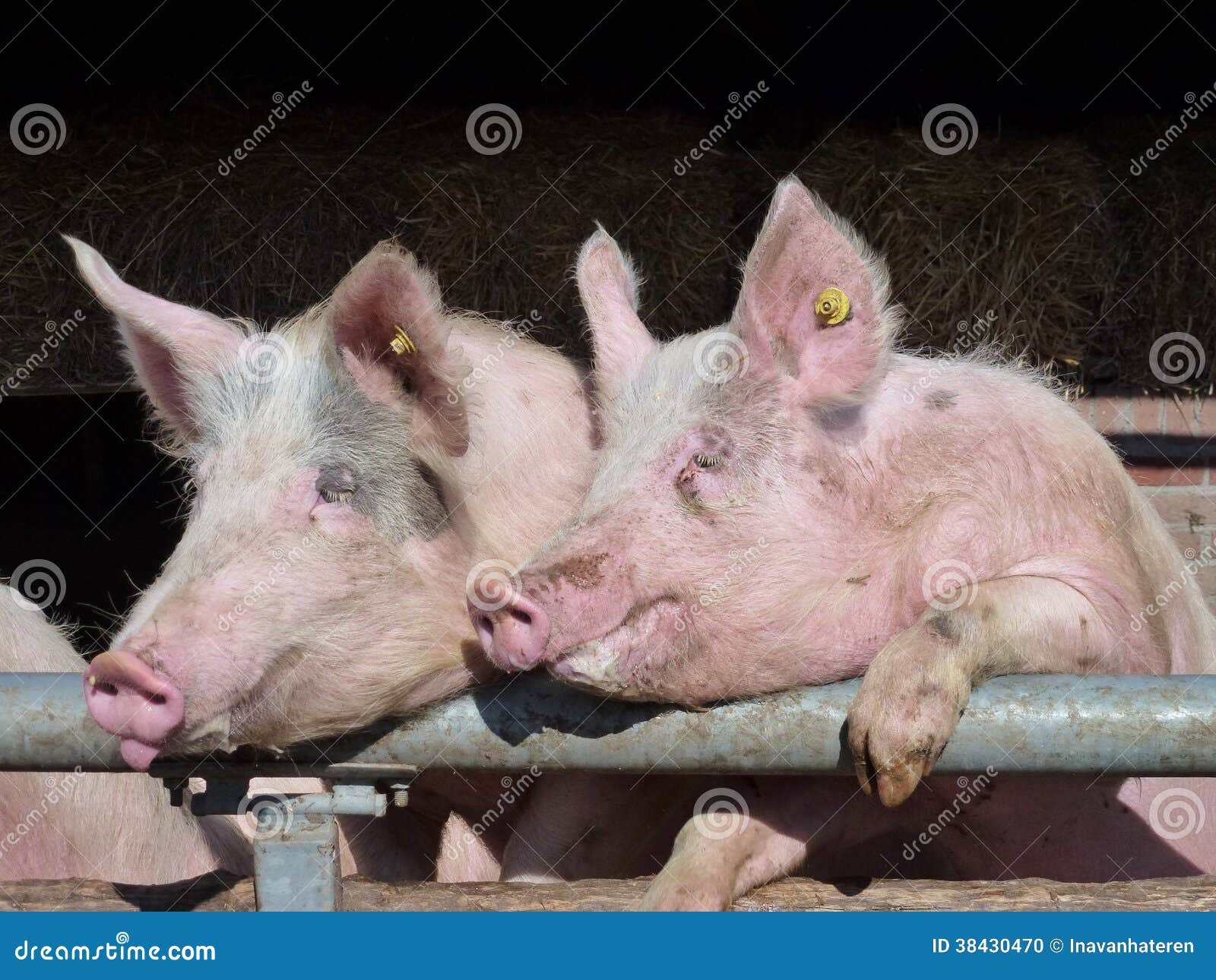 Pig Snouts At A Gate Royalty-Free Stock Image | CartoonDealer.com ...