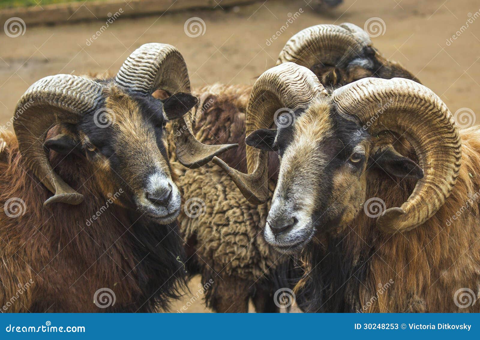 Two mountain rams males stock image. Image of wildlife - 30248253
