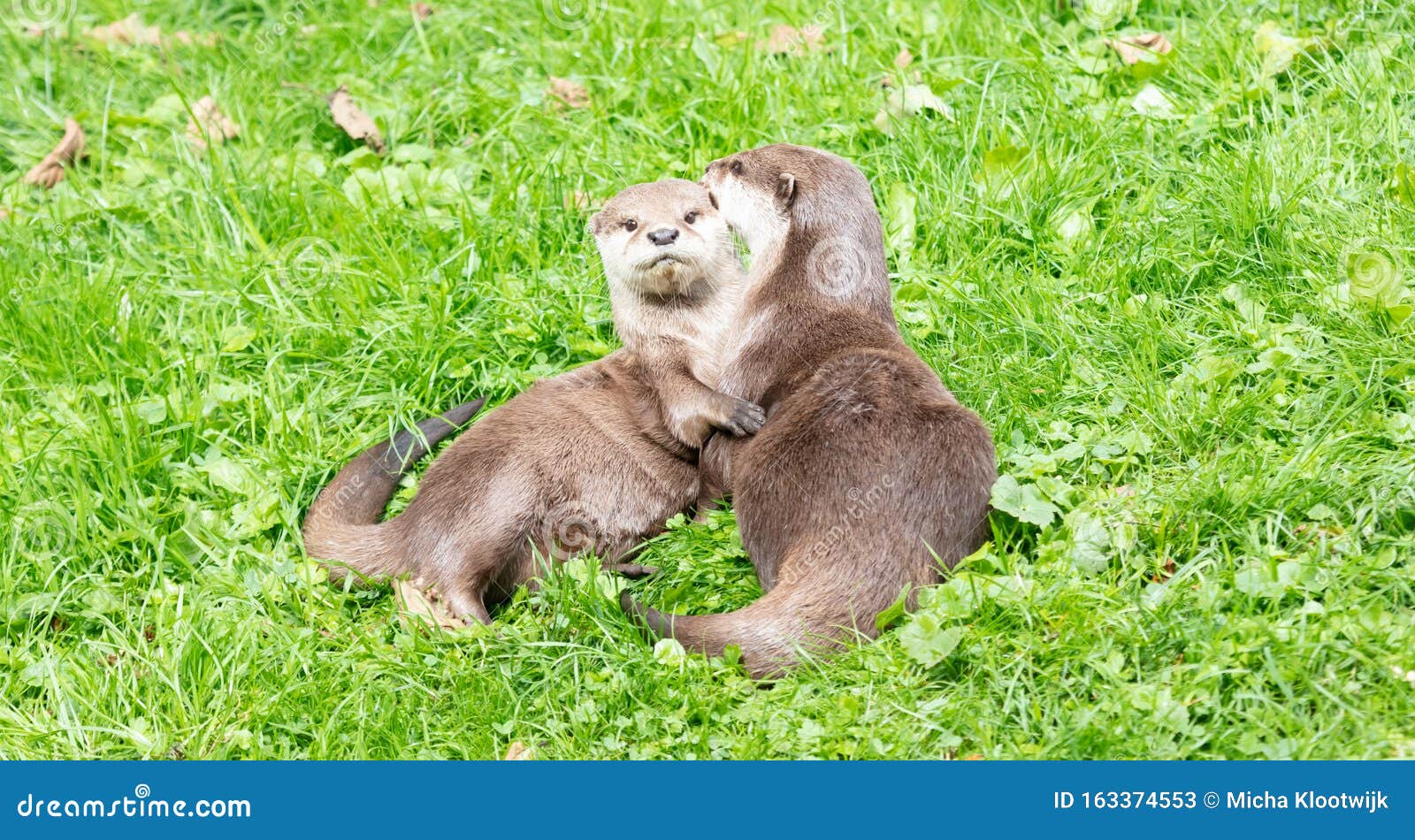 Affectionate Otters. Wild Animals Bonding. Animal Love And Affection ...