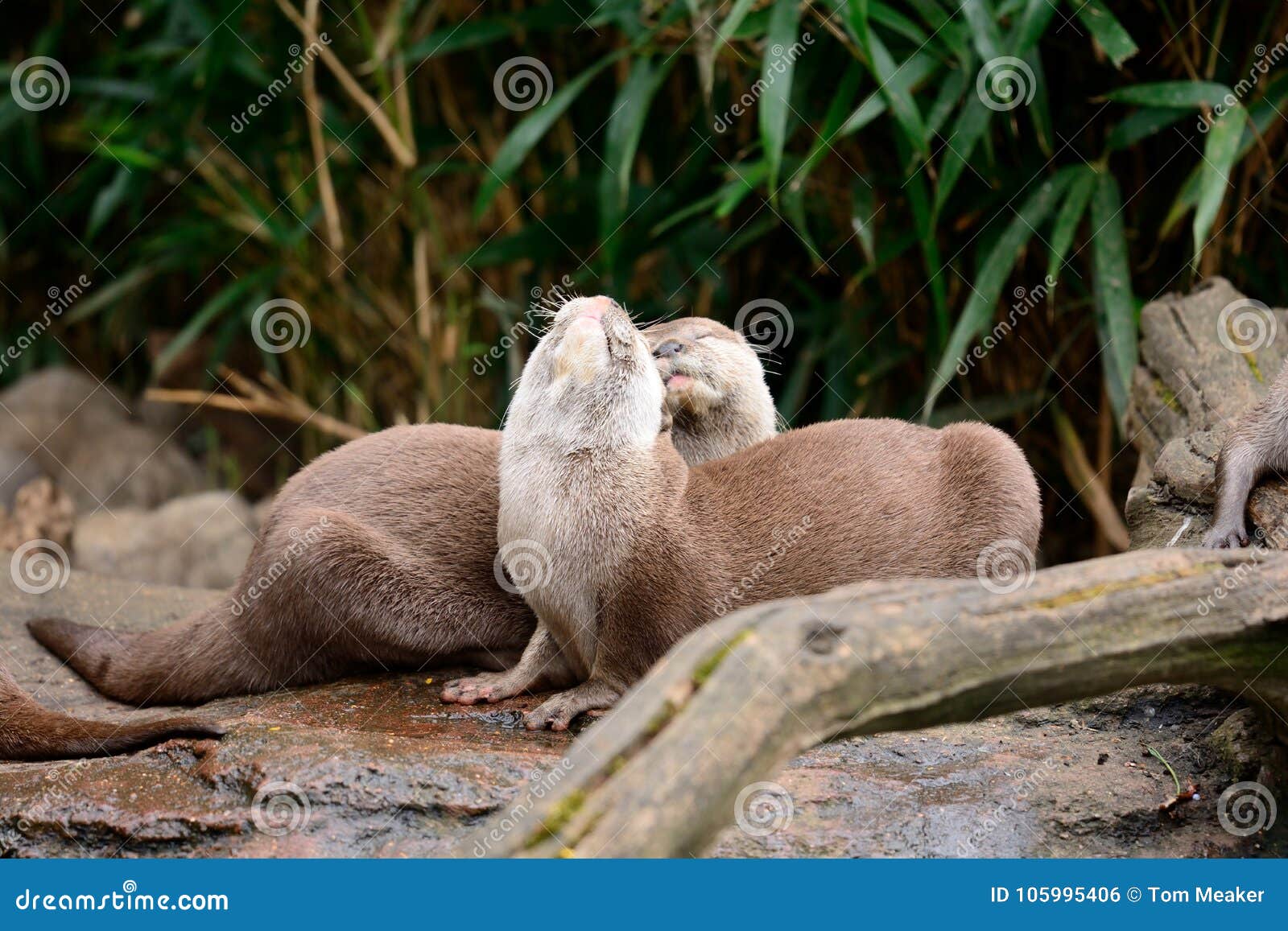 Two otters cuddling stock photo. Image of affectionate - 105995406